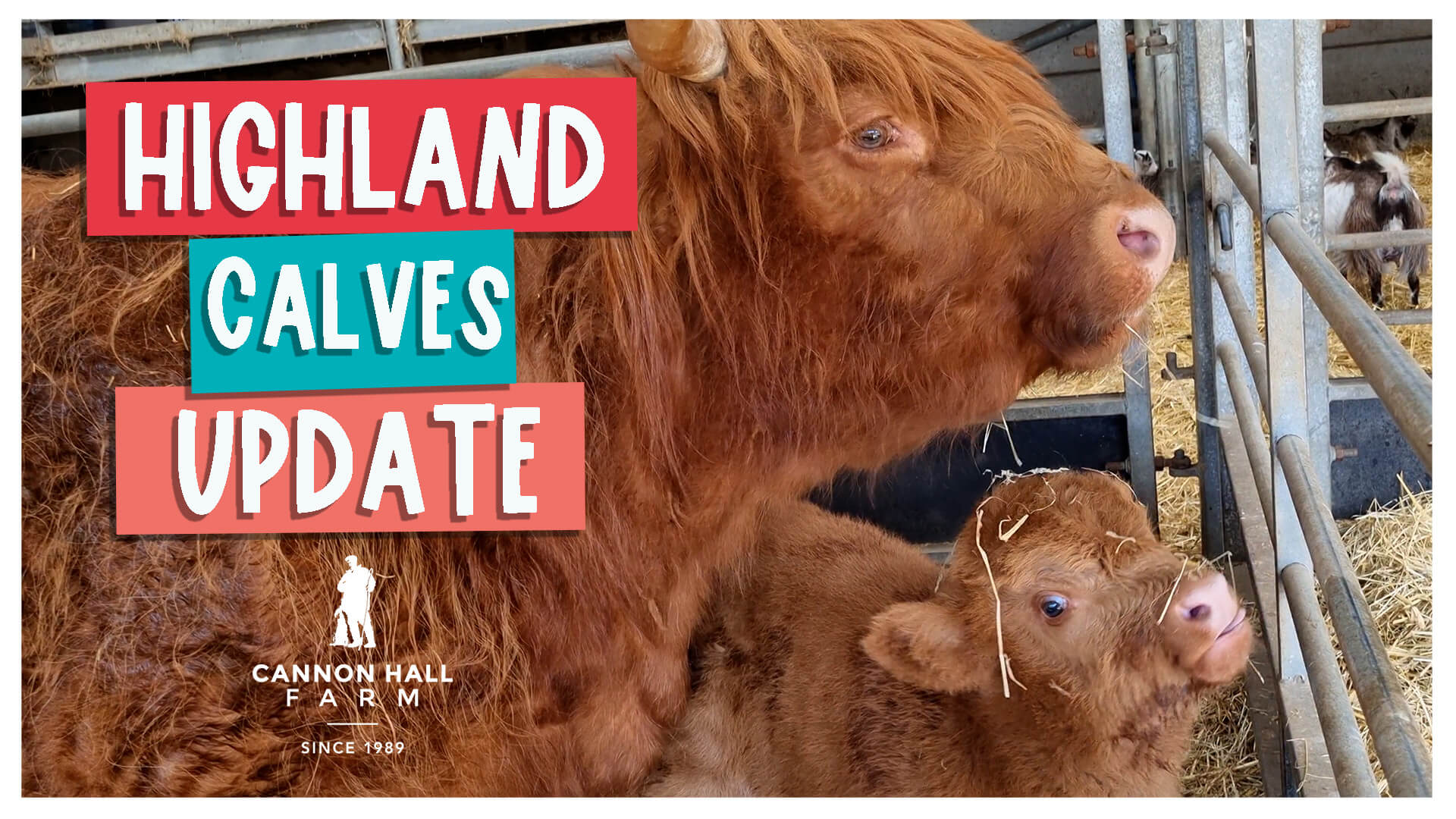 Checking in with the Highlands | Cannon Hall Farm