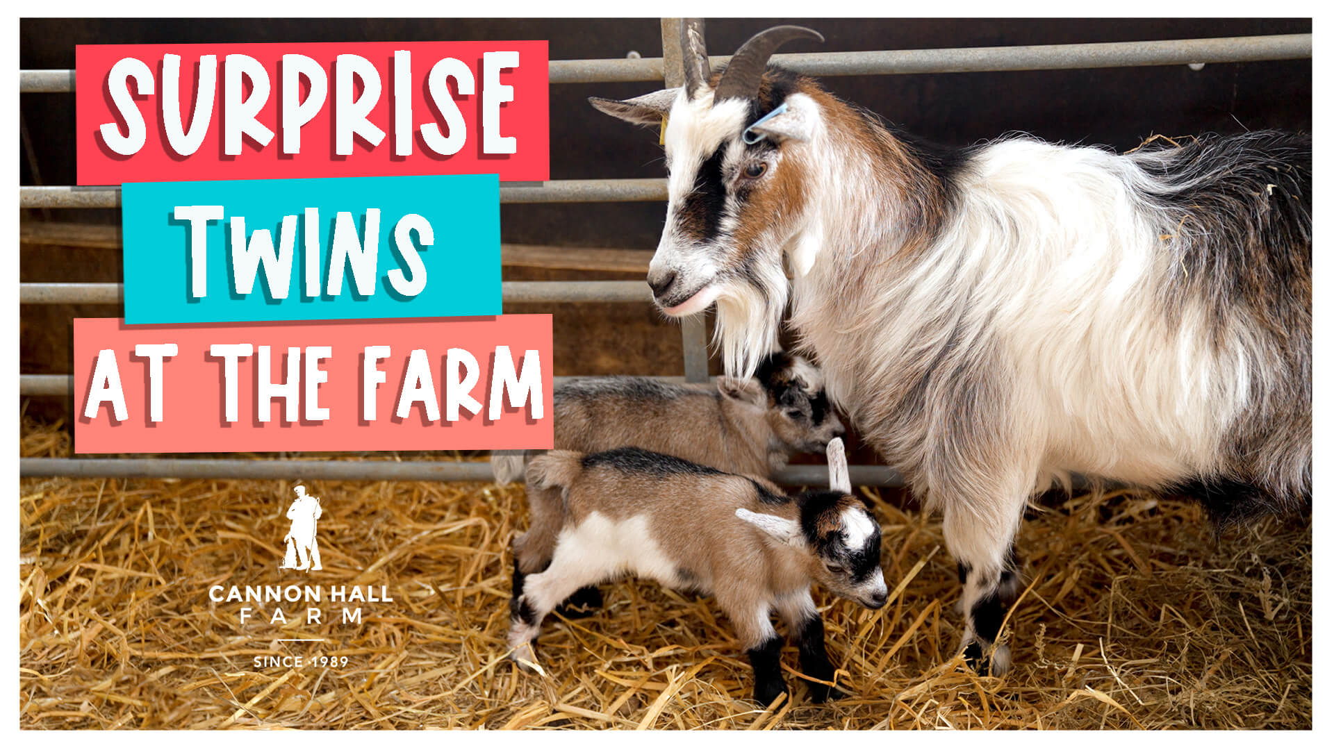 Farmer Kate’s Pygmy Goats | Cannon Hall Farm