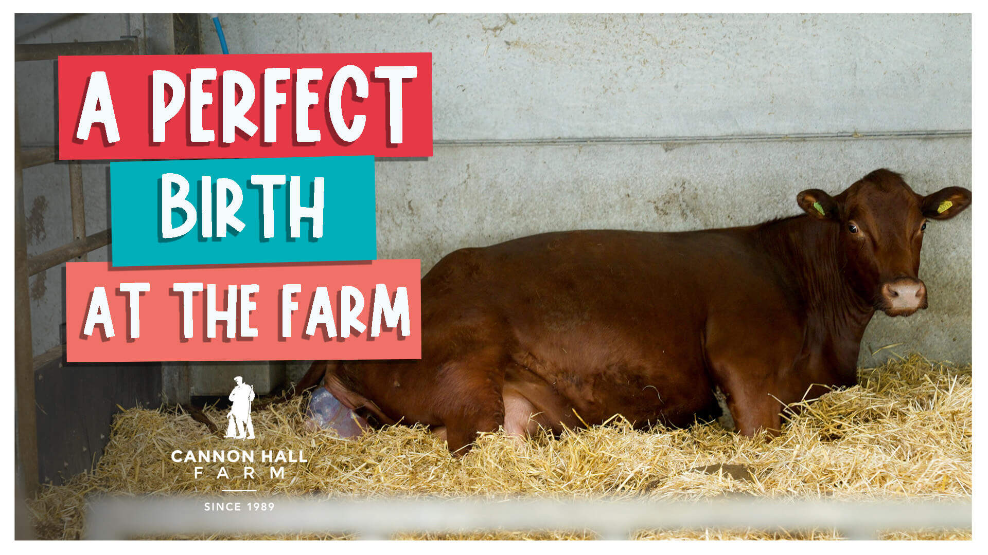 A new arrival | Cannon Hall Farm