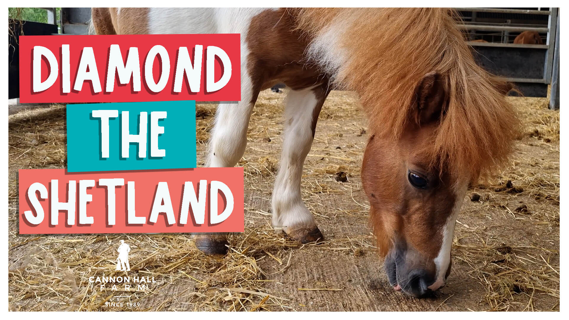 Diamond and Jon Bon Pony | Cannon Hall Farm