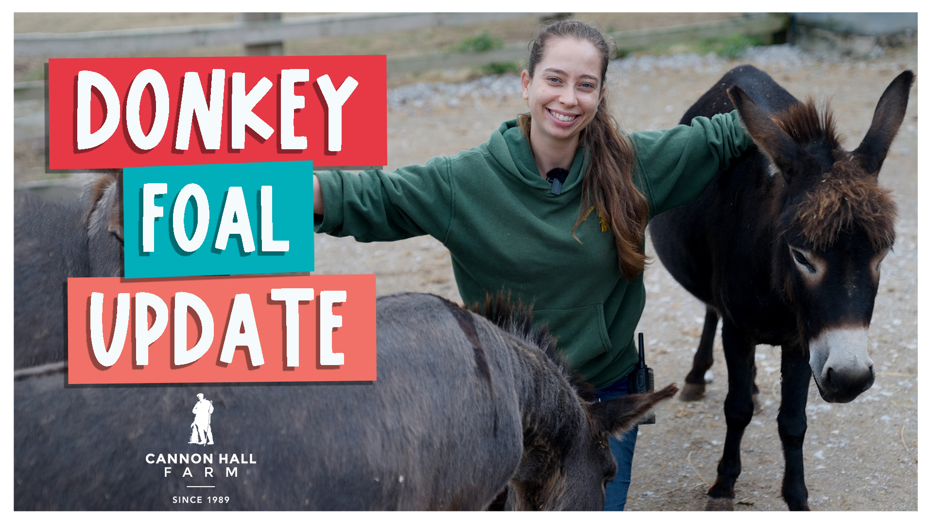 Expecting foals! | Cannon Hall Farm