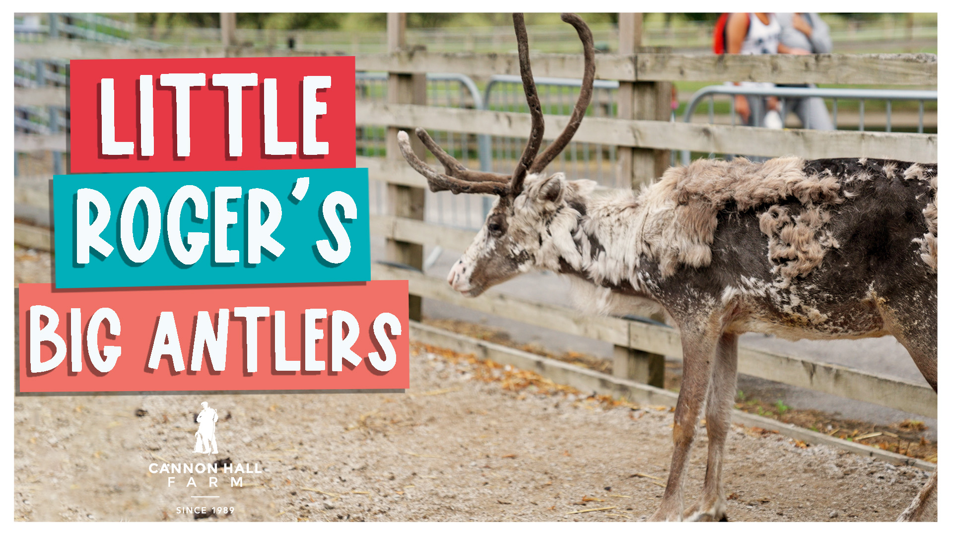 Roger the Reindeer! | Cannon Hall Farm
