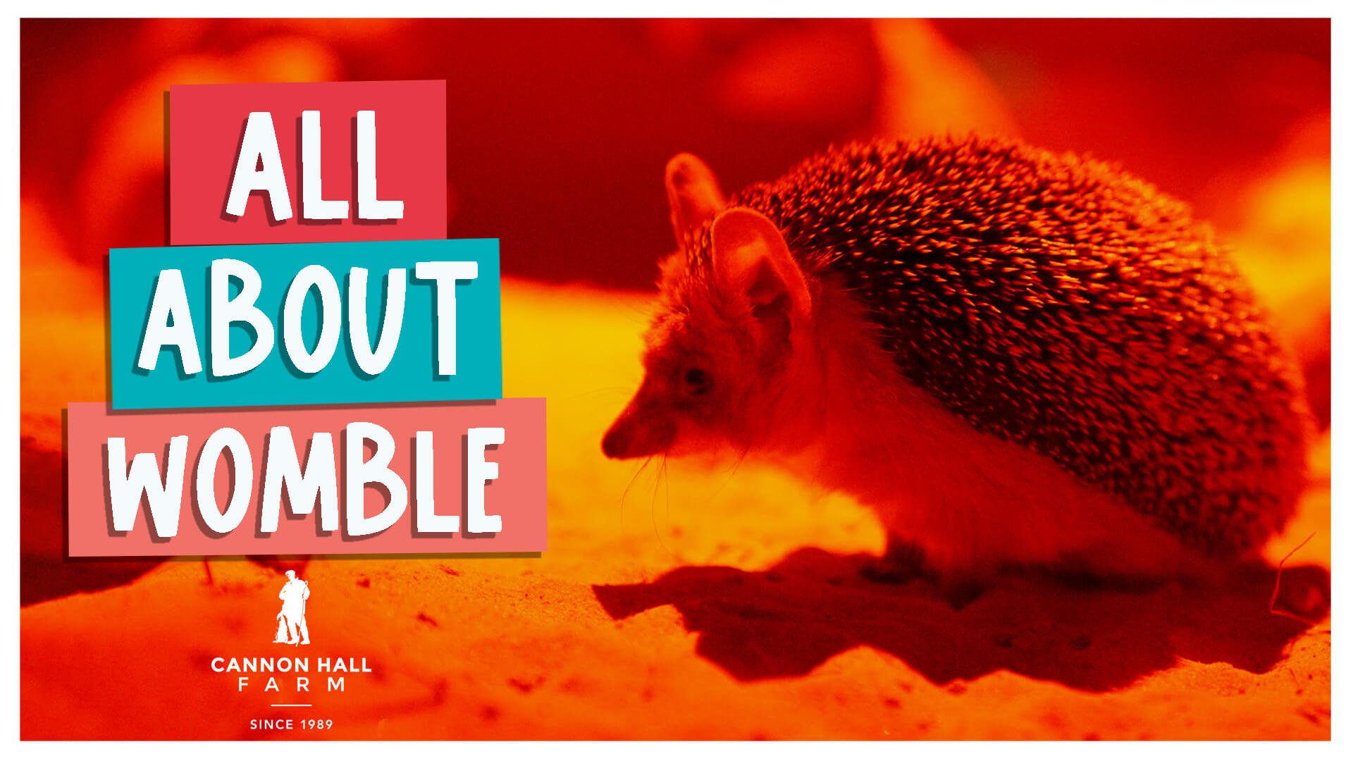 Womble the Long-eared Hedgehog | Cannon Hall Farm