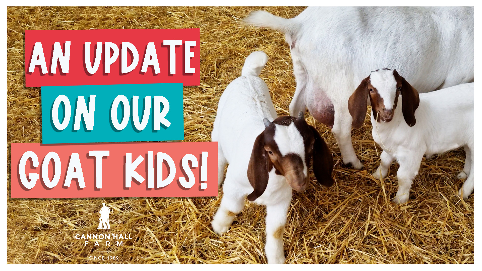 Boer Goats | Cannon Hall Farm