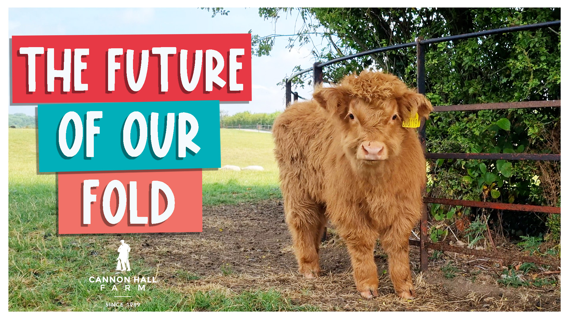 The future of our fold | Cannon Hall Farm