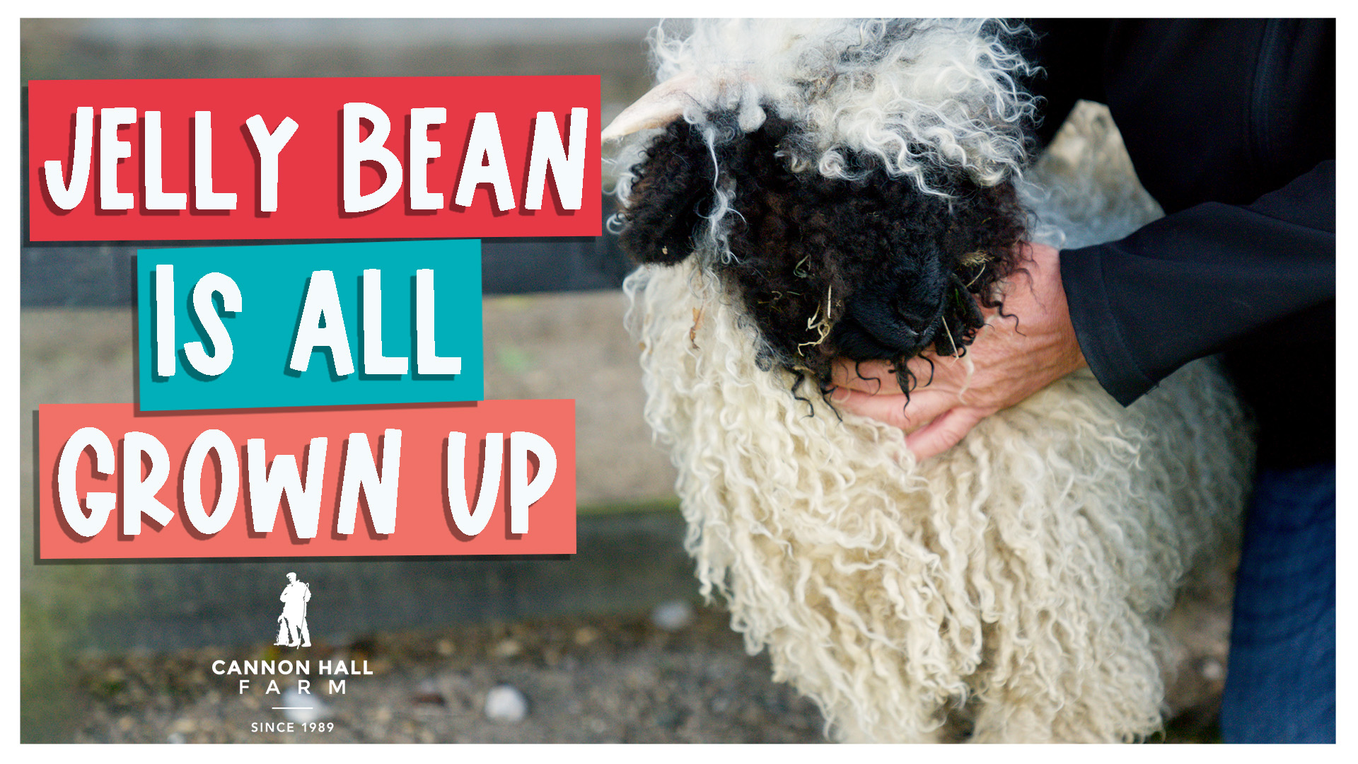 Checking in with Jelly Bean | Cannon Hall Farm