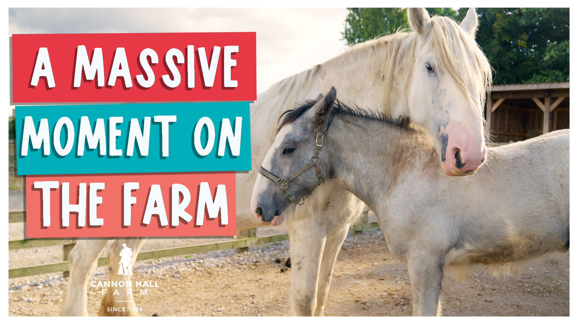 The new arrivals! | Cannon Hall Farm