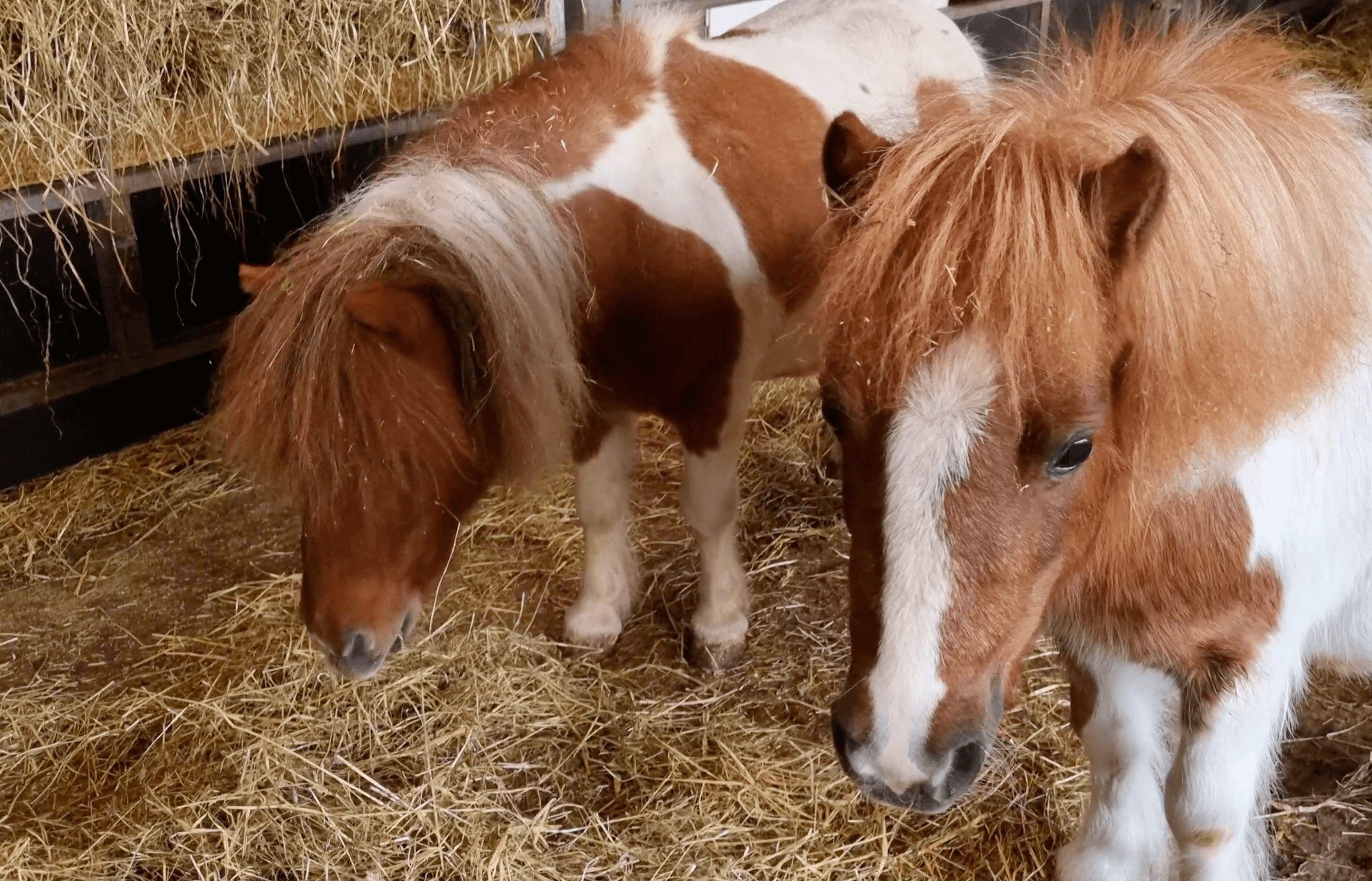 Jon Bon Pony and Diamond | Cannon Hall Farm