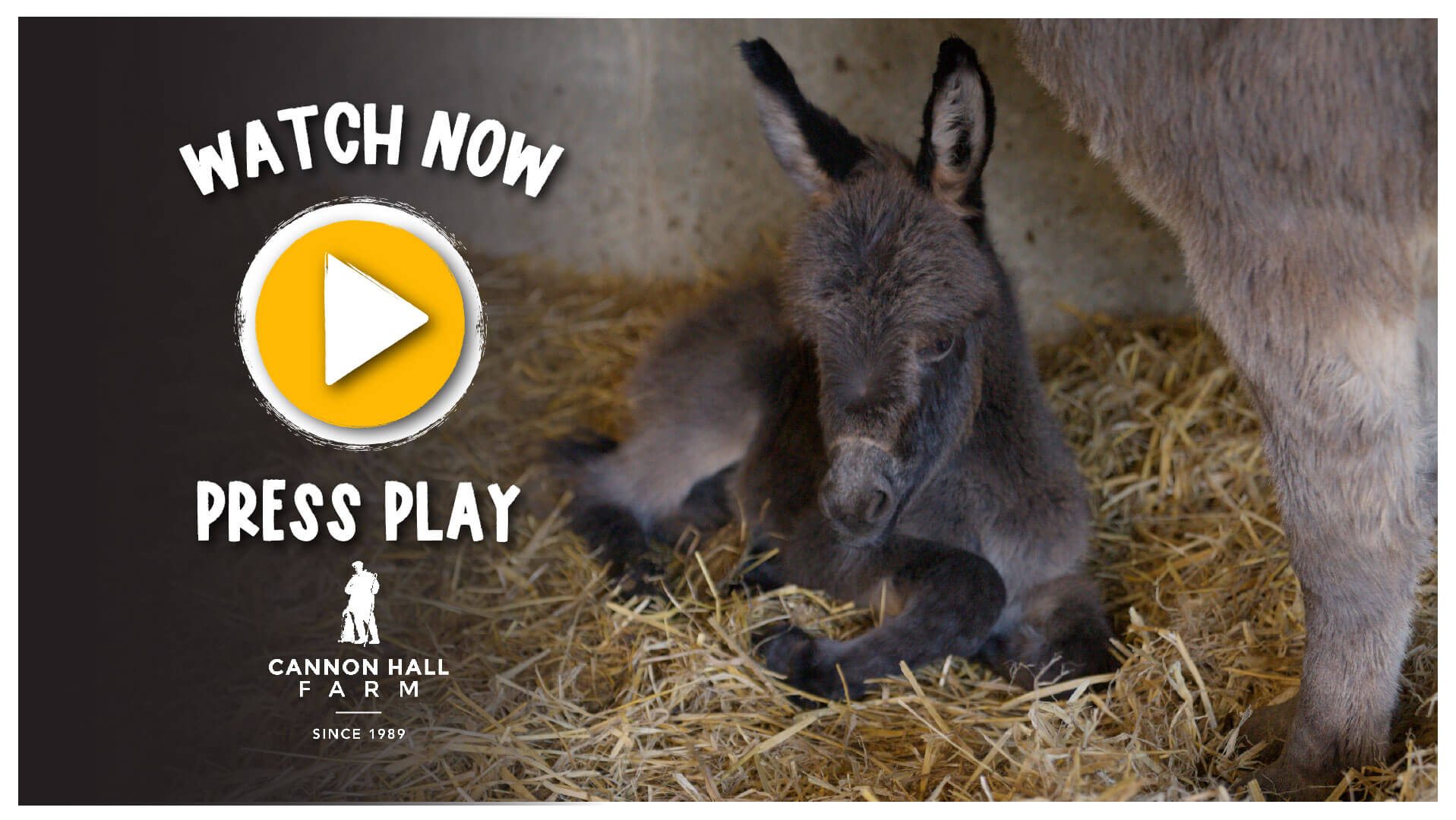 Blueberry had her foal! | Cannon Hall Farm