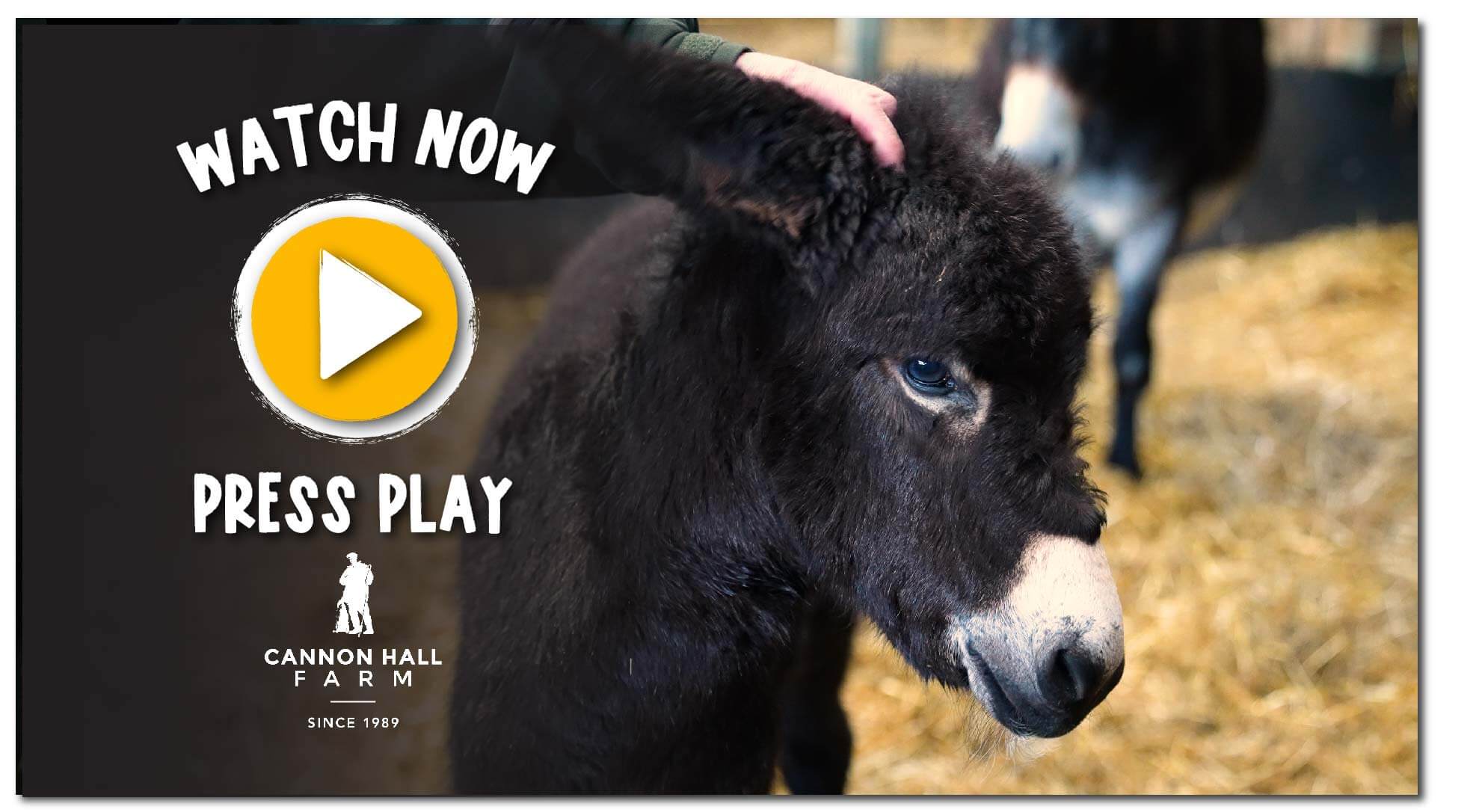 Naming Cynthia’s Foal! | Cannon Hall Farm