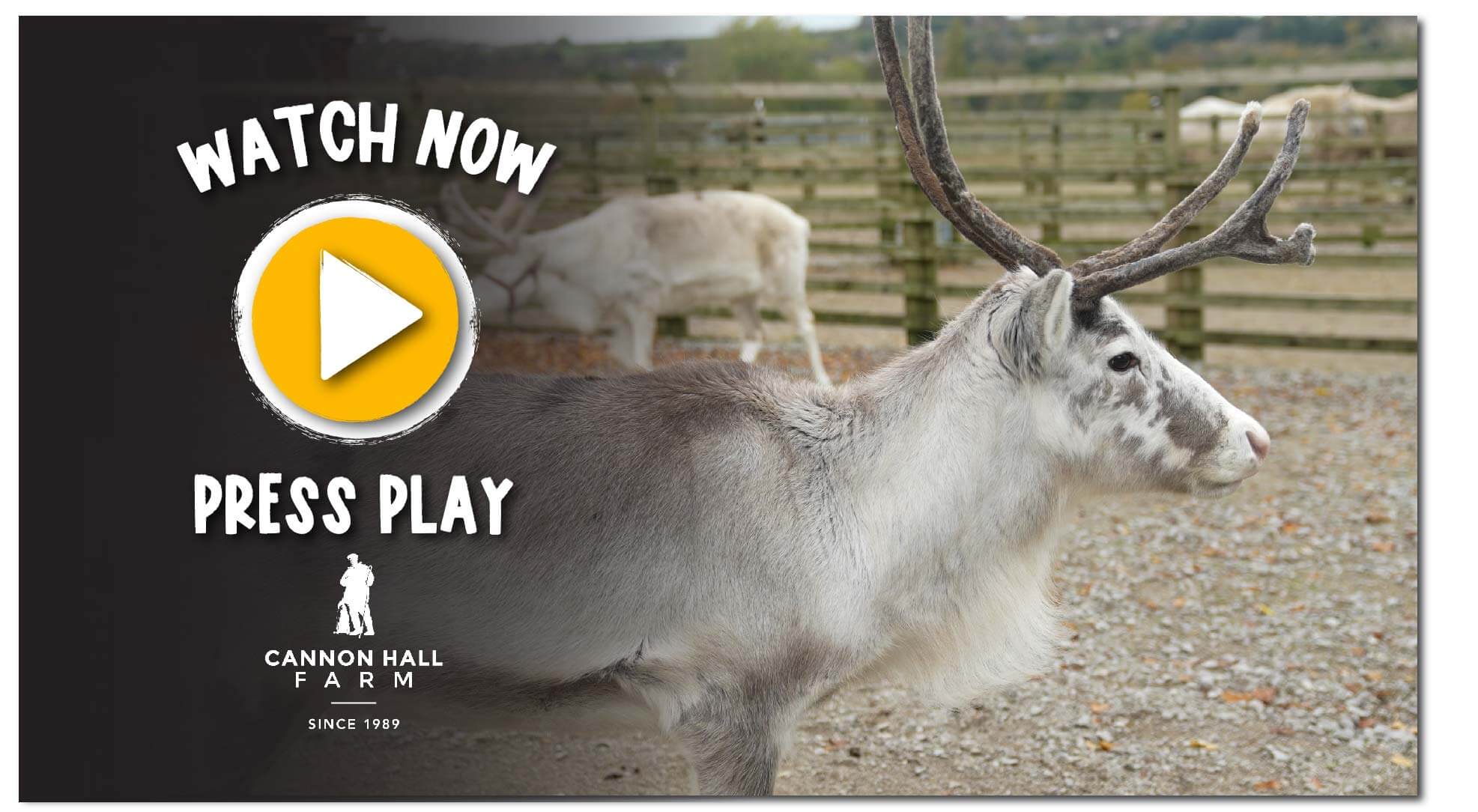 Roger The Reindeer! | Cannon Hall Farm