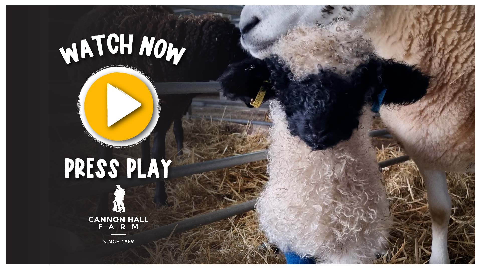 Our injured lamb! | Cannon Hall Farm