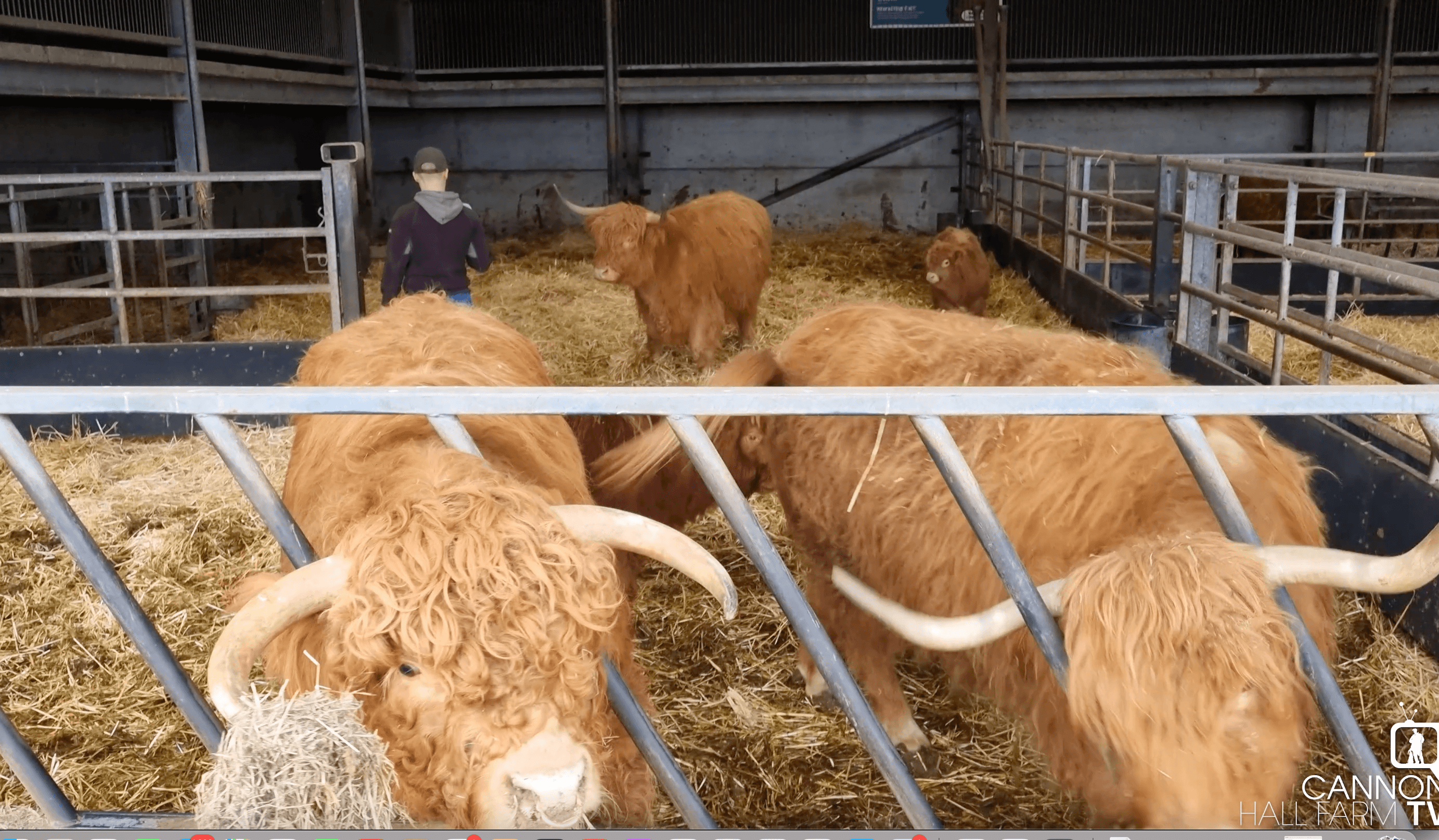 Caring for the cows! | Cannon Hall Farm