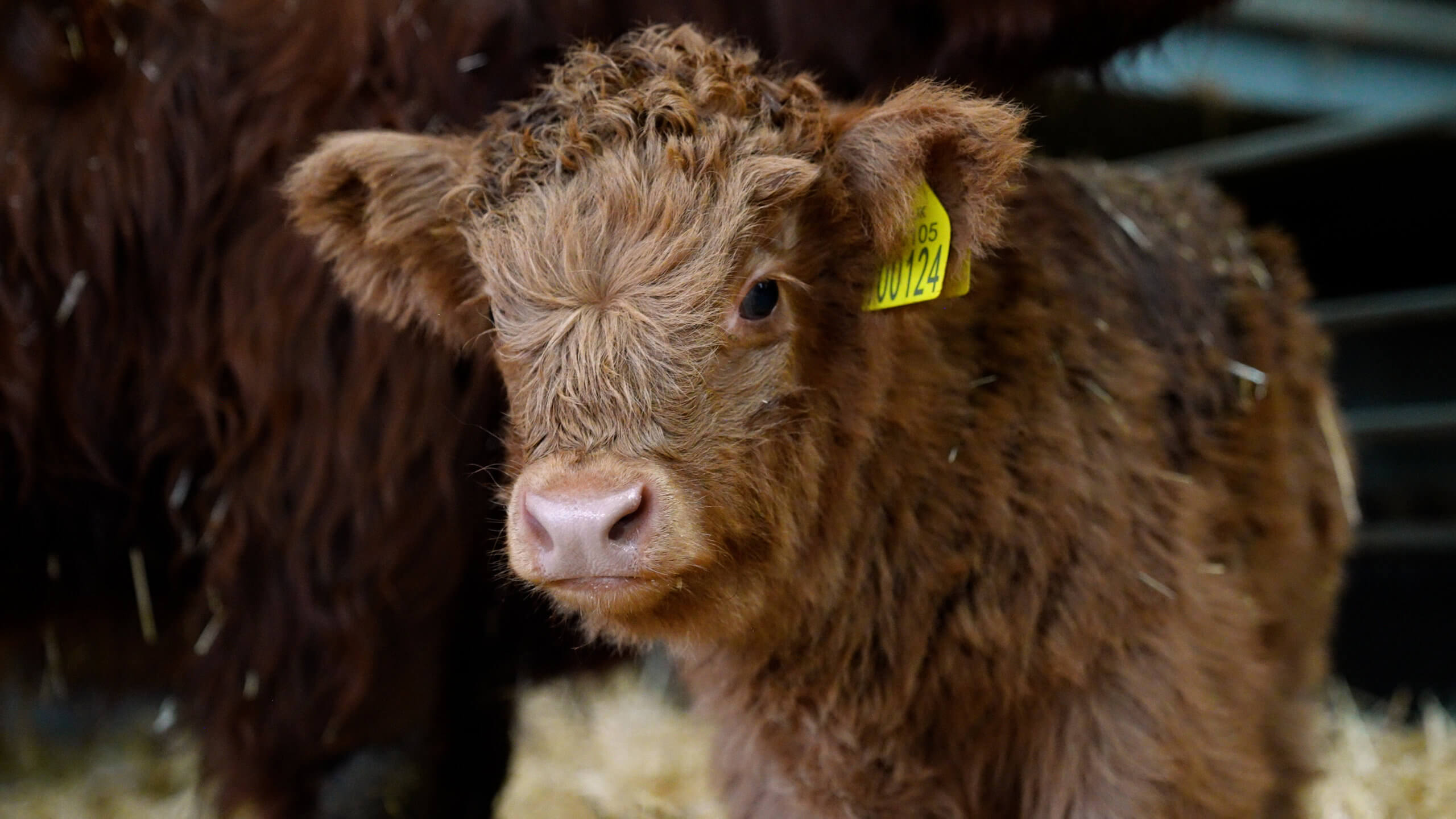 Naming Lady’s Calf | Cannon Hall Farm