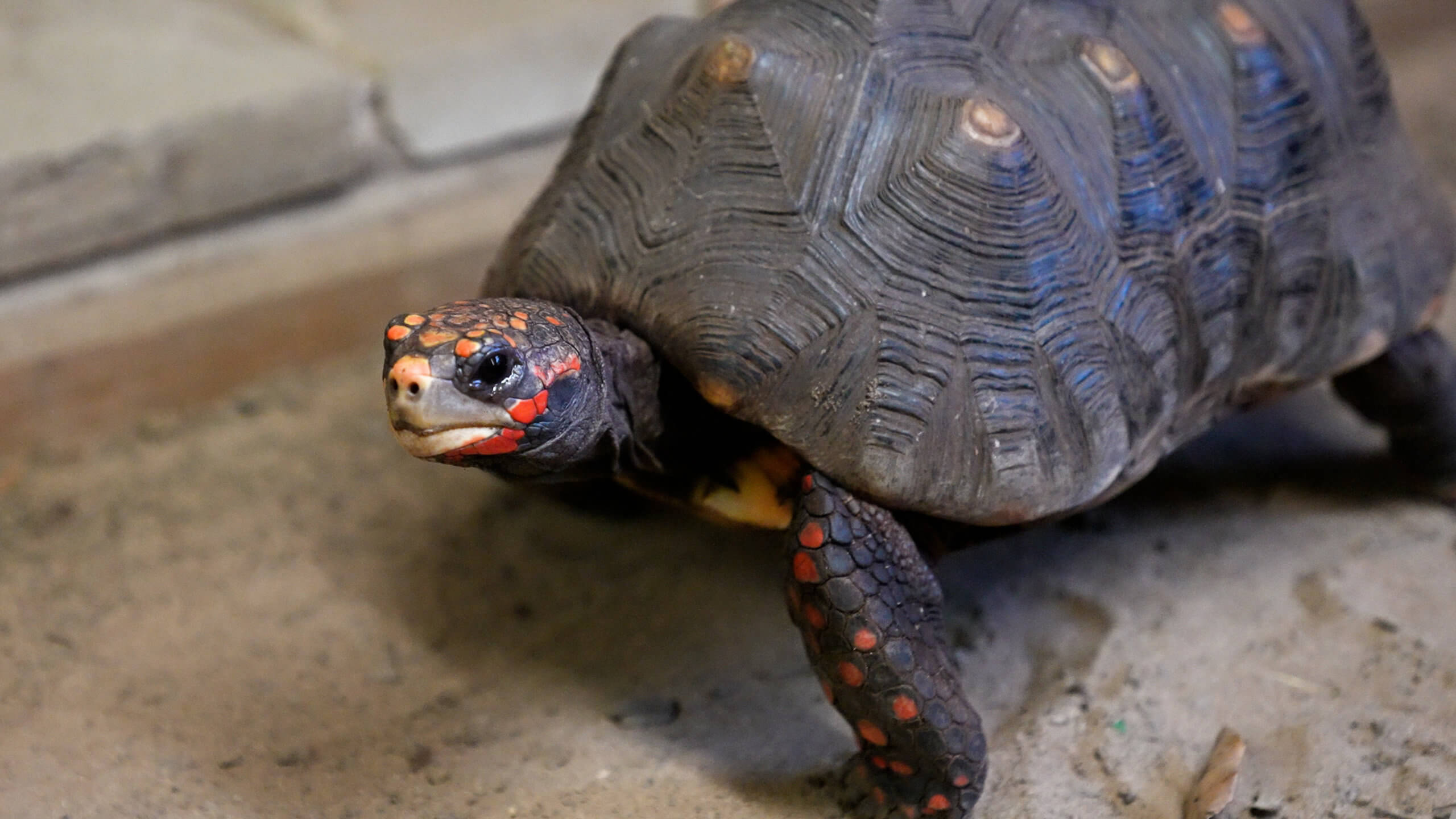 Shell-abration time for Turbo the Tortoise! | Cannon Hall Farm