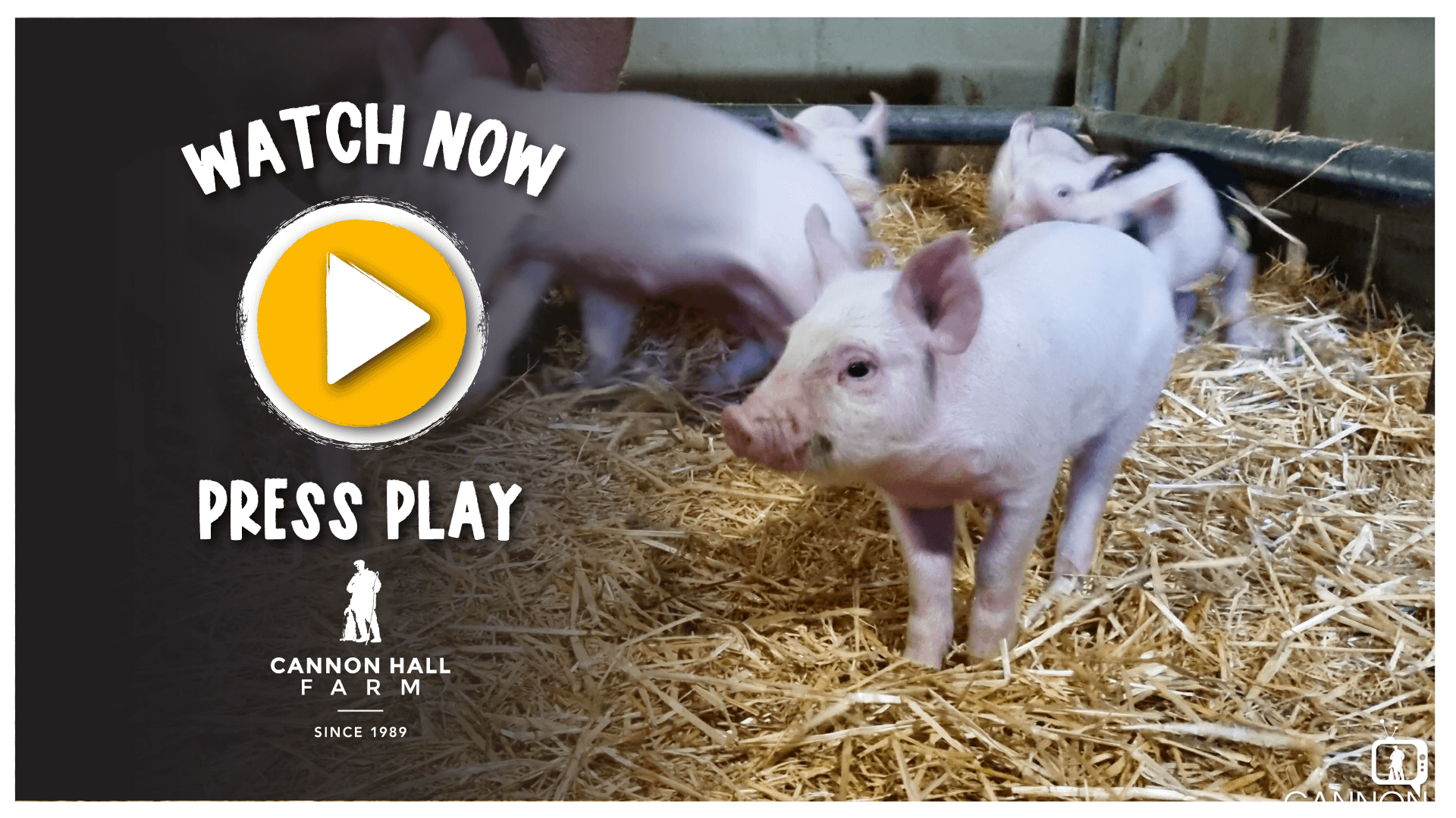 Mucking out the pigs! | Cannon Hall Farm