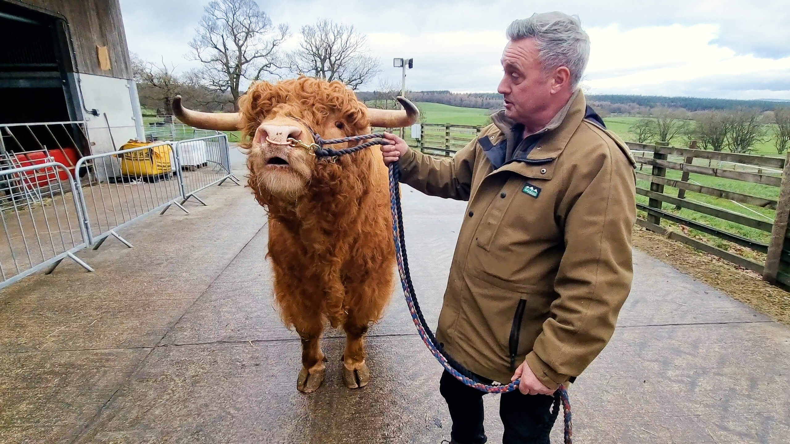 Walking Ted (The Highland Bull) | Cannon Hall Farm