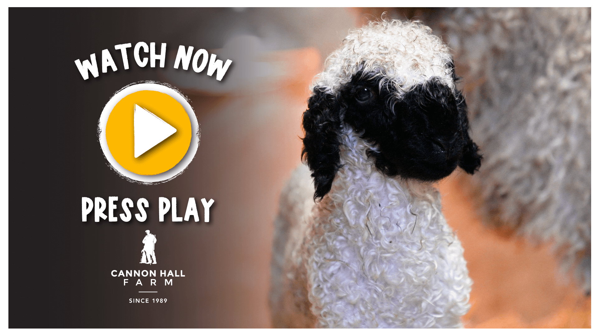 A new arrival! | Cannon Hall Farm