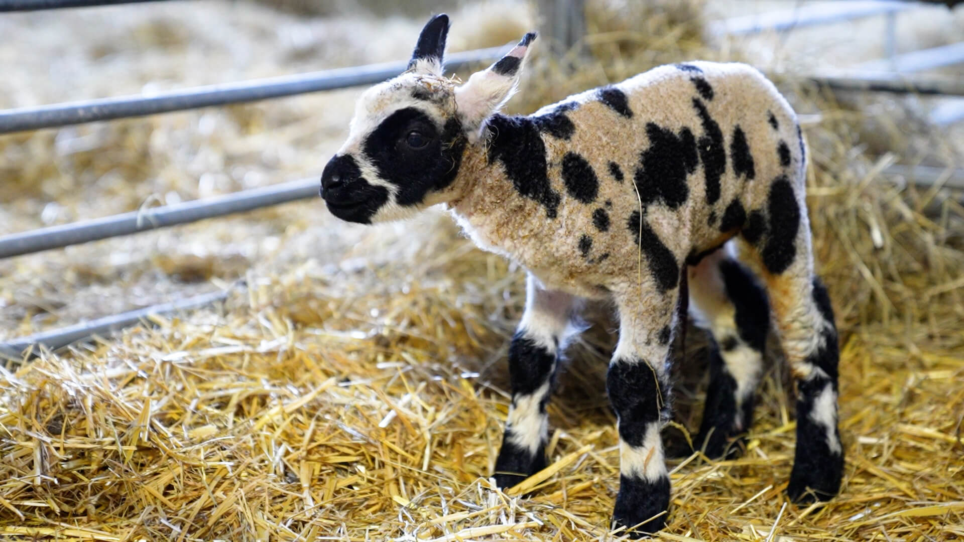 New arrivals in the roundhouse! | Cannon Hall Farm