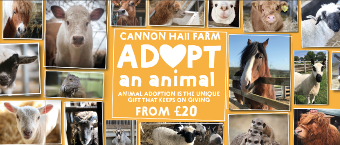 Cannon Hall Farm | The Perfect Family Day Out in Yorkshire