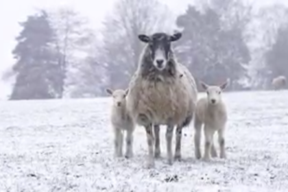 Cannon Hall Farm | The Perfect Family Day Out in Yorkshire