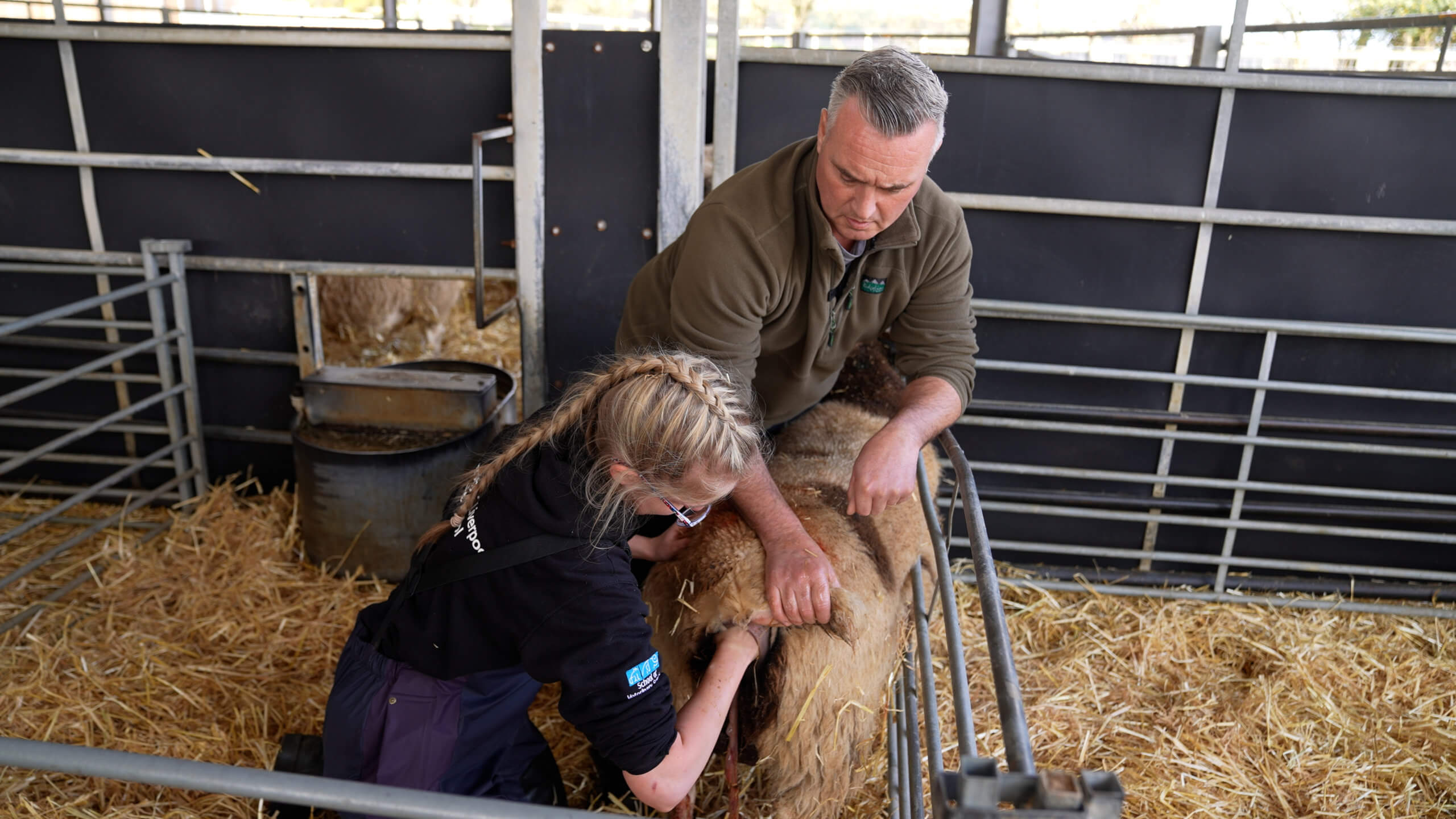 Live Lamb Birth | Cannon Hall Farm