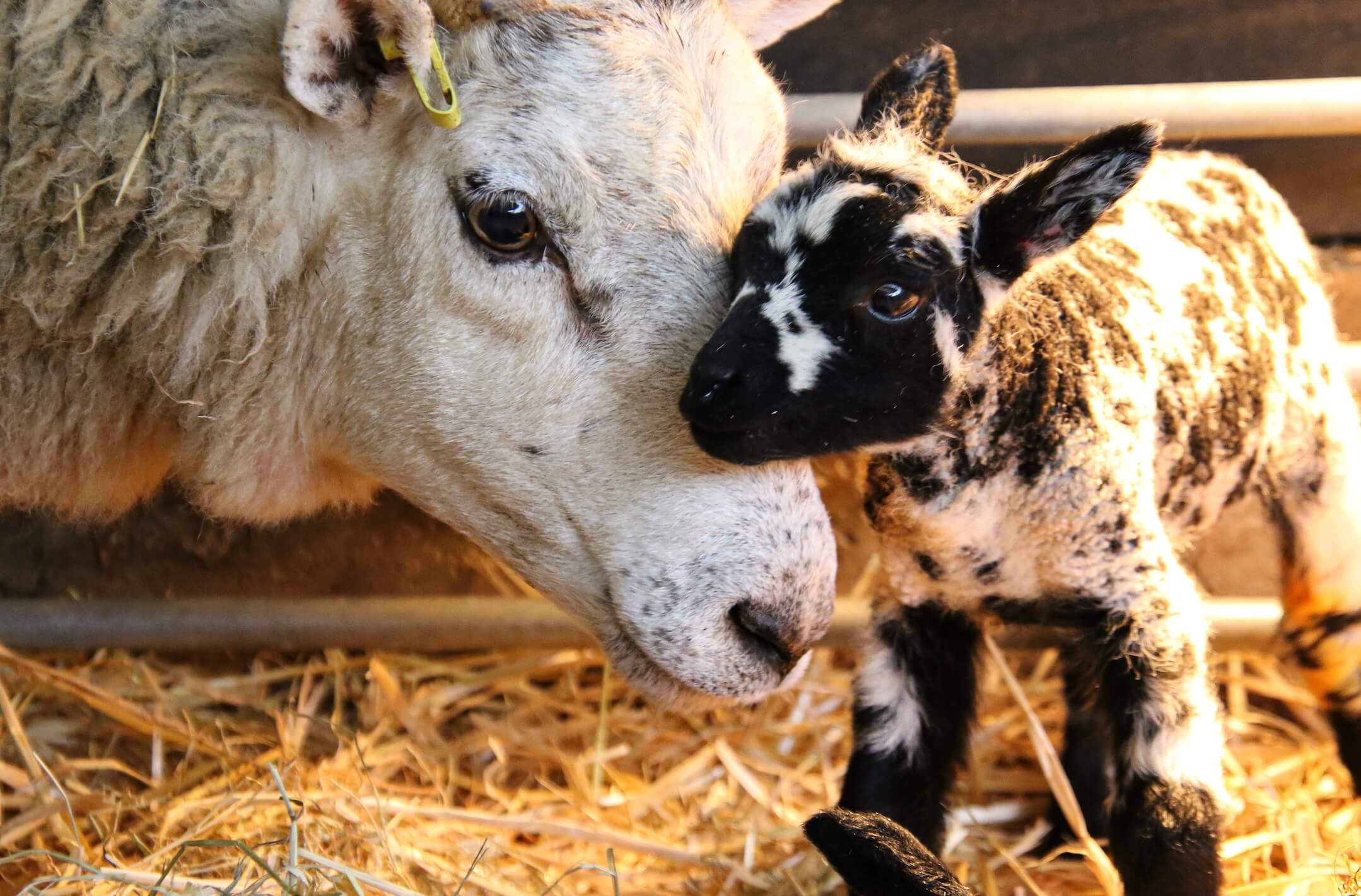 Extended Lambing Season for 2025! | Cannon Hall Farm