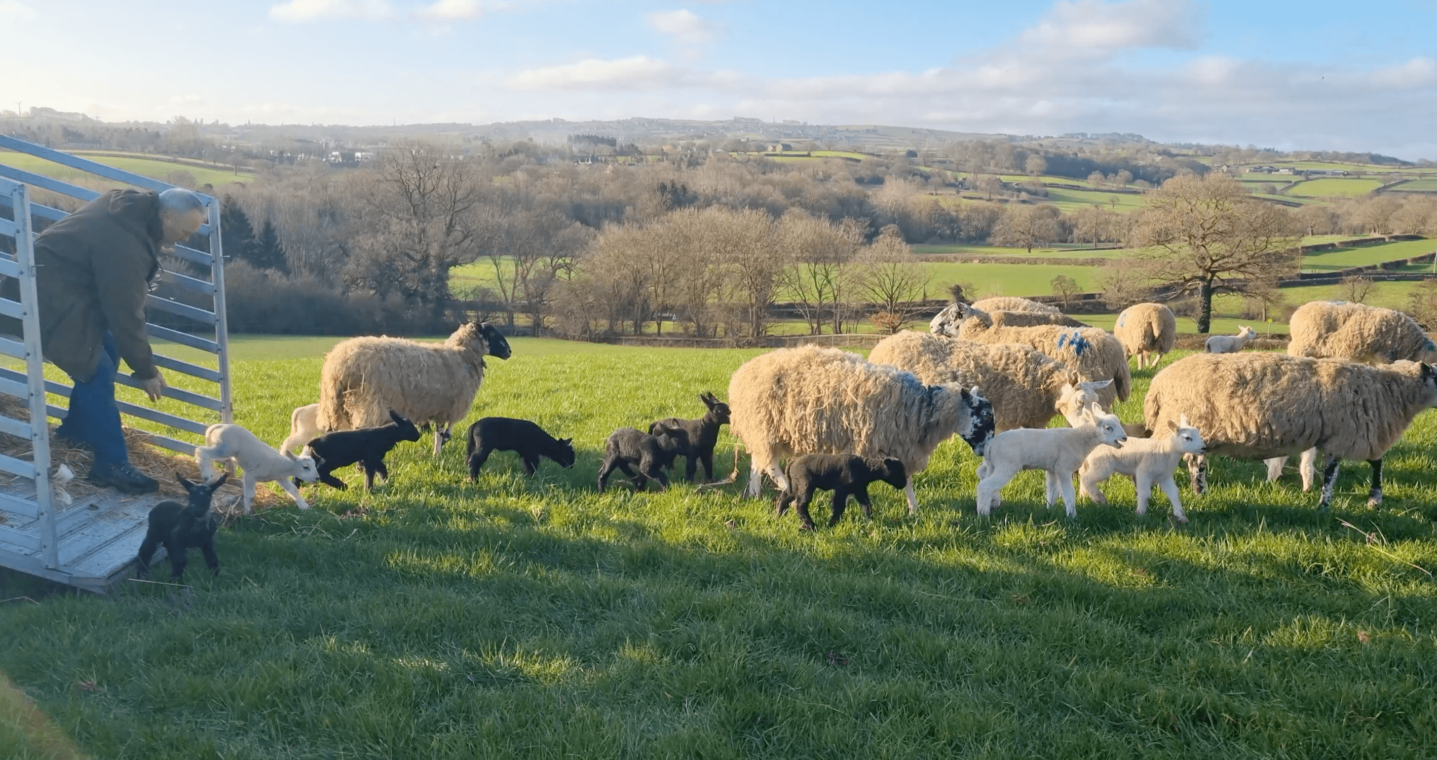 Sun’s Out, Sheep Out! | Cannon Hall Farm