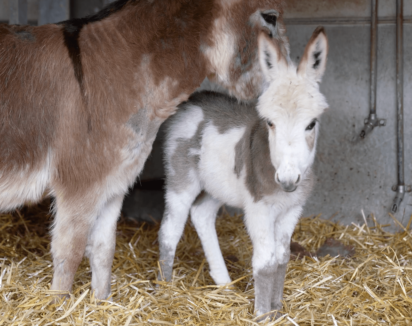 The cutest ever new arrival - Cannon Hall Farm | Cannon Hall Farm