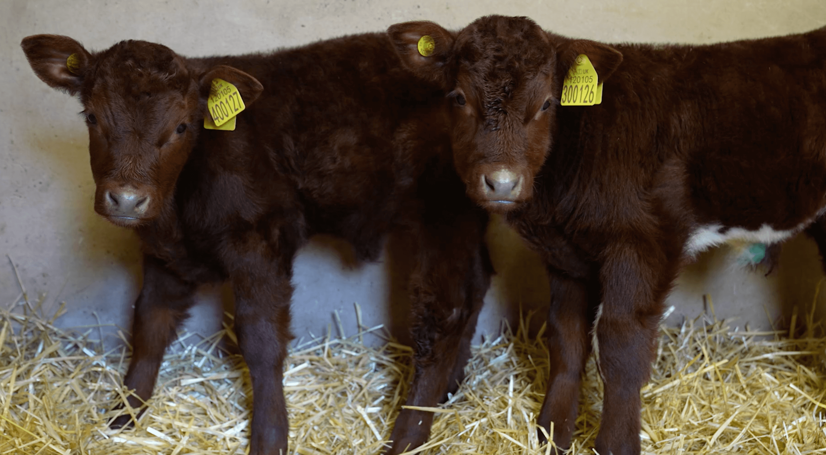 Twin Calves Update | Cannon Hall Farm