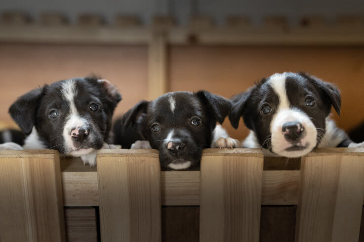 New Play Areas Open! | Cannon Hall Farm