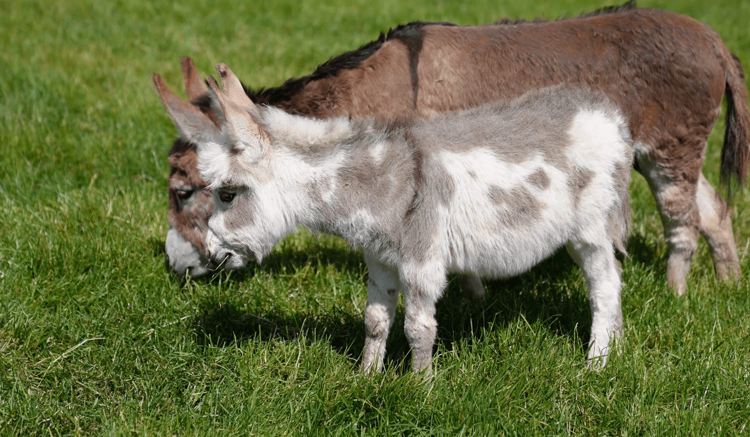 Naming the foals! | Cannon Hall Farm