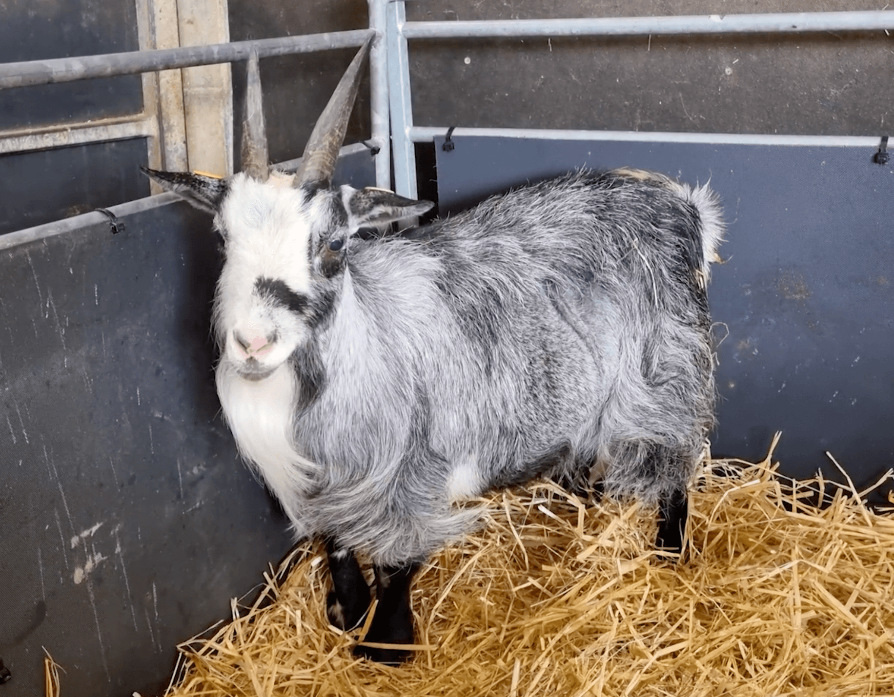 Nanny’s Recovery! | Cannon Hall Farm