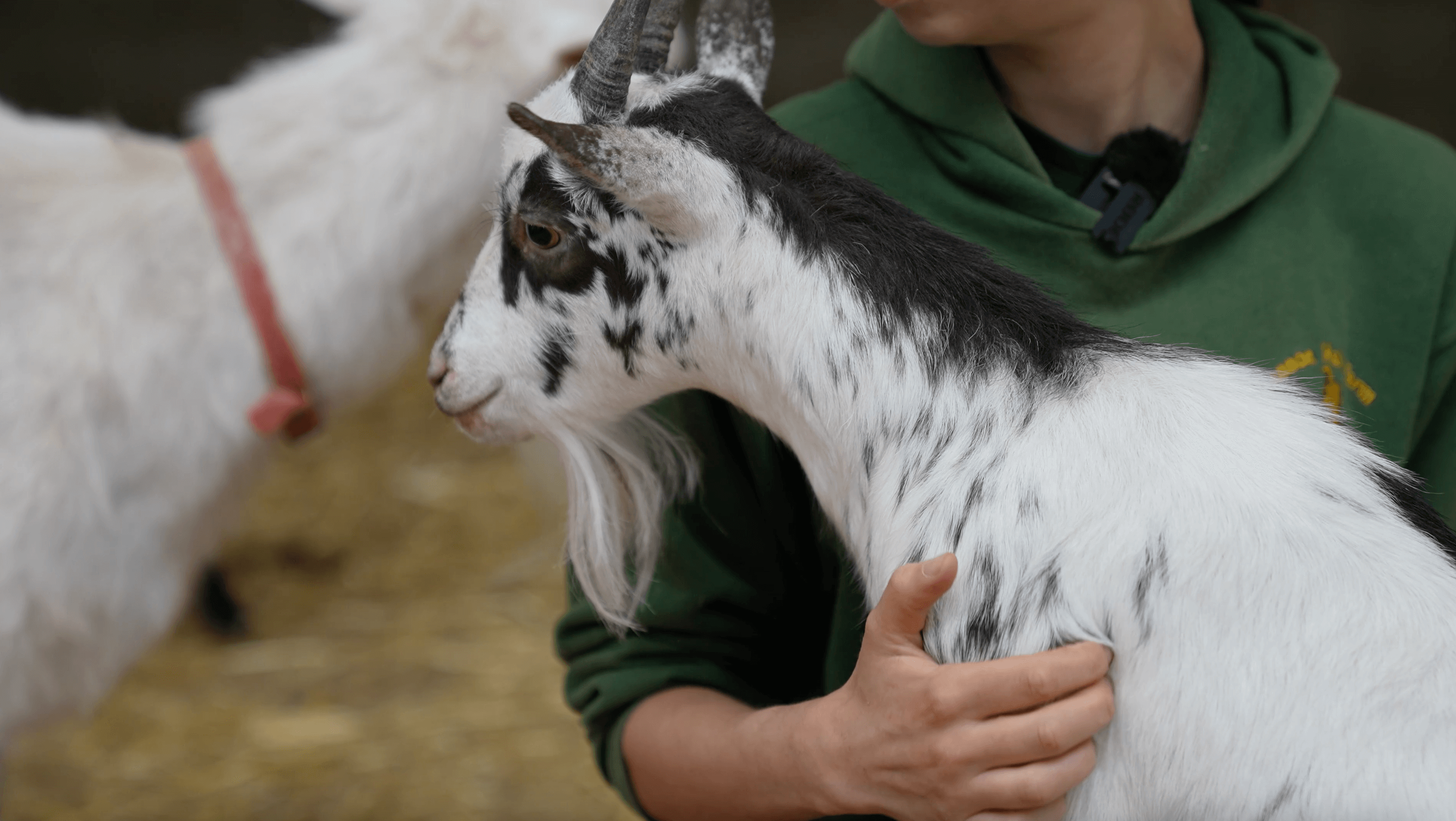 Treacle and Tiffin! | Cannon Hall Farm