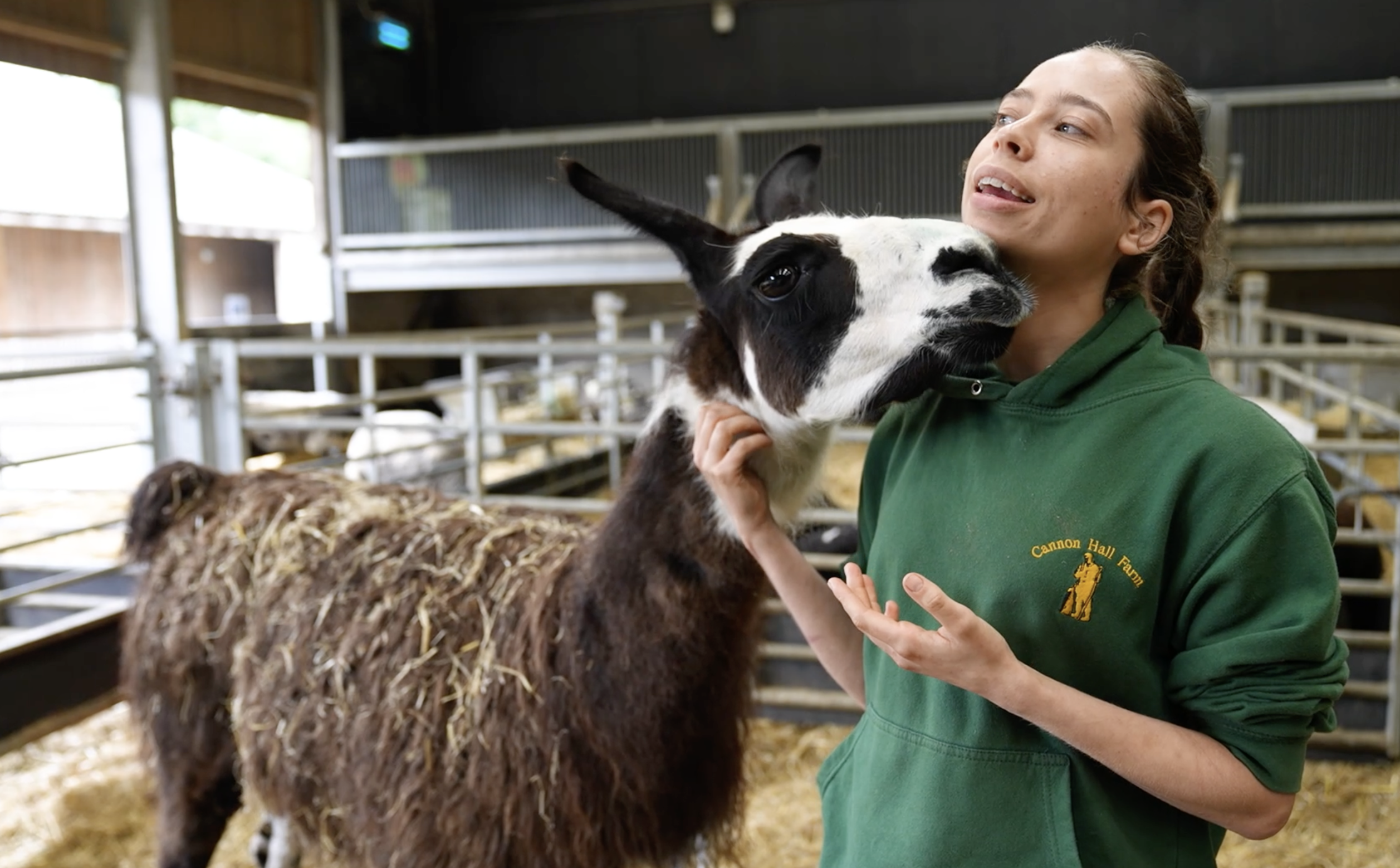 Keeping the babies dry! | Cannon Hall Farm
