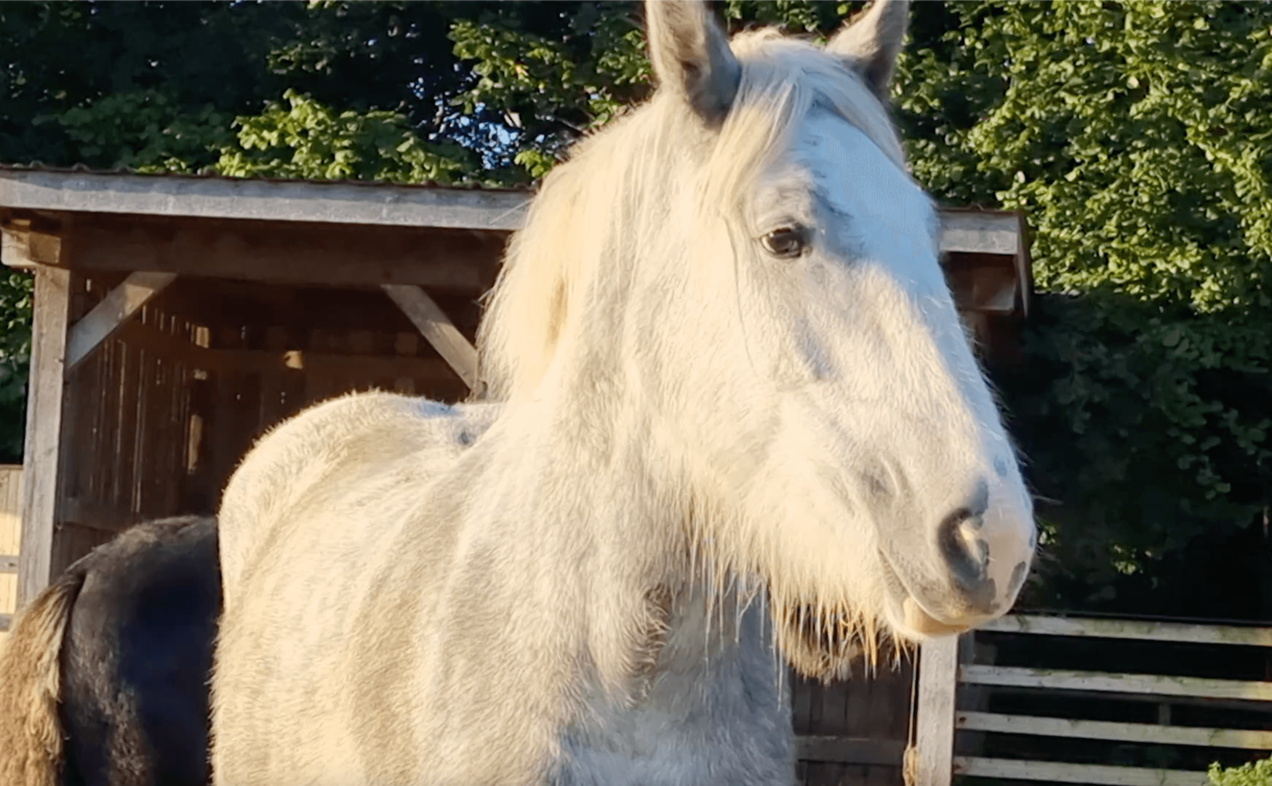 Introducing Brooke! | Cannon Hall Farm