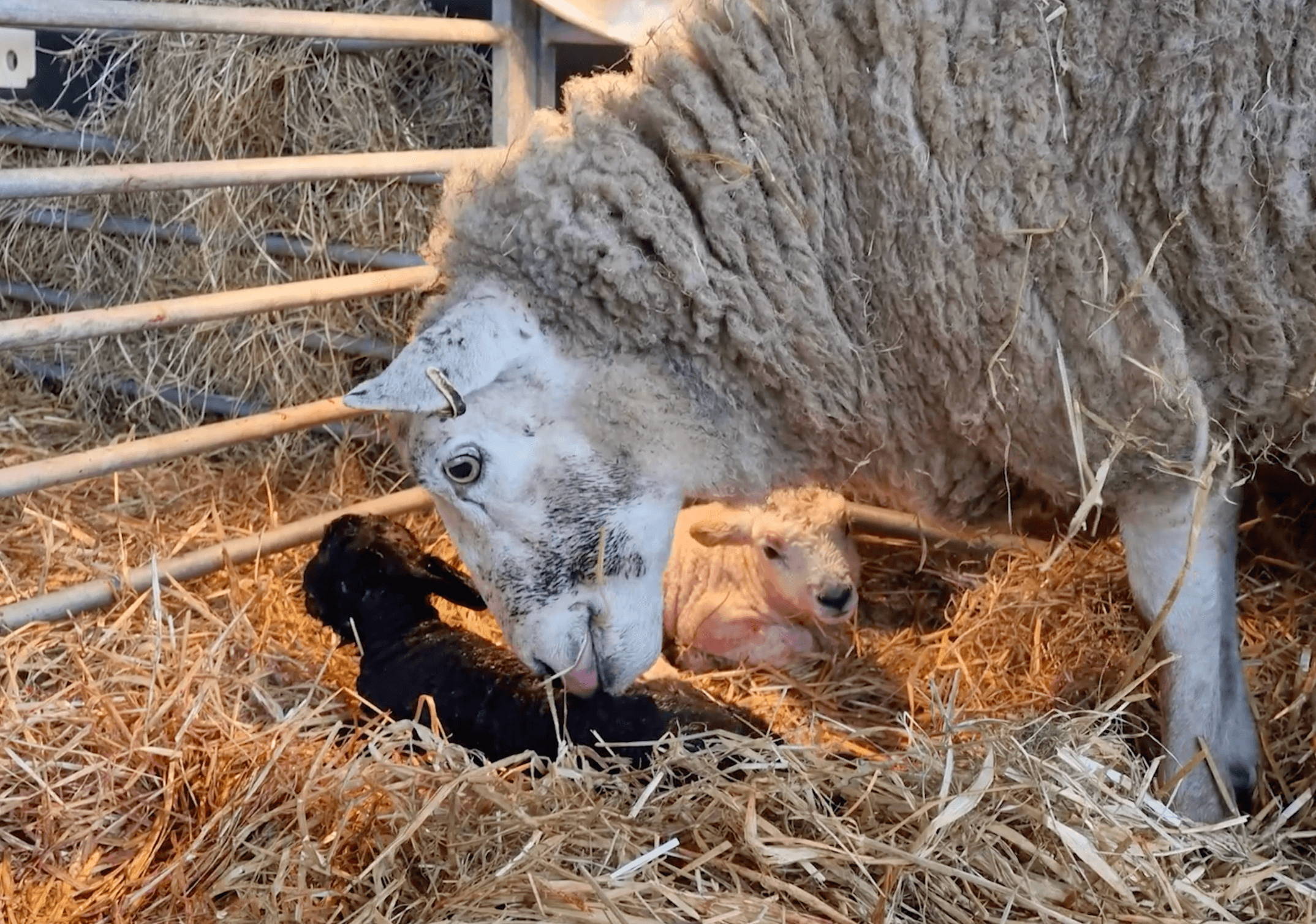 Preparing for Spring - Cannon Hall Farm | Cannon Hall Farm