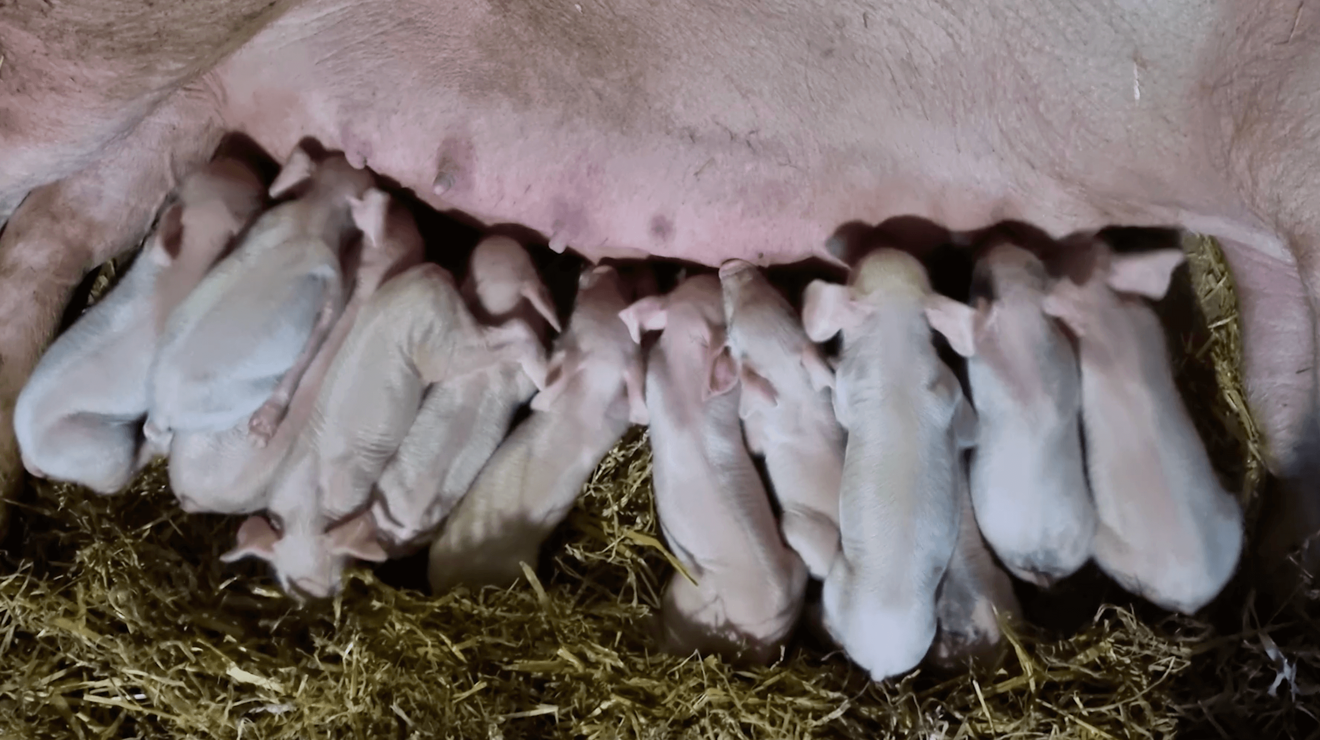 A Litter of Piglets! | Cannon Hall Farm