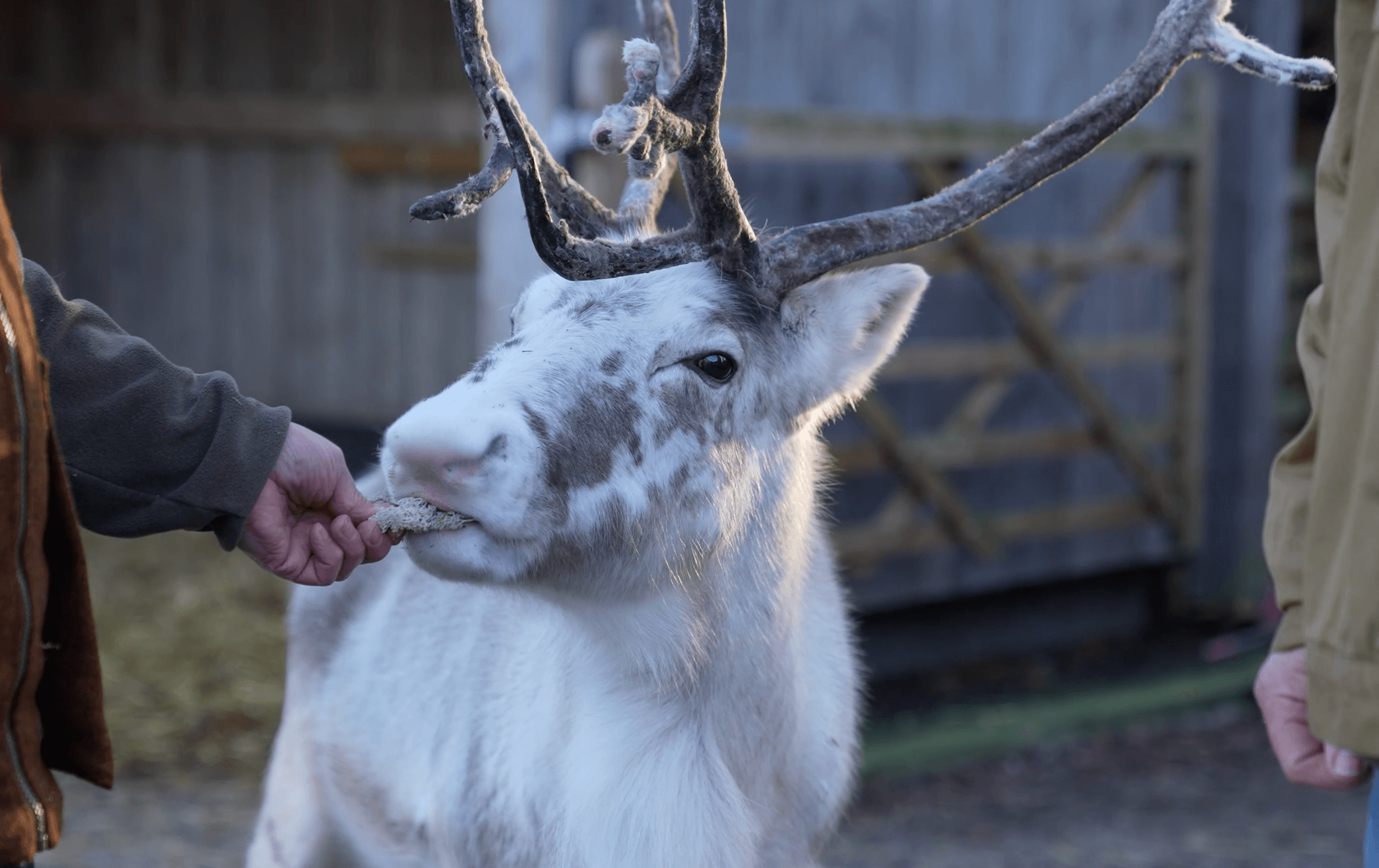 Roger the Reindeer (Winter on the Farm) | Cannon Hall Farm