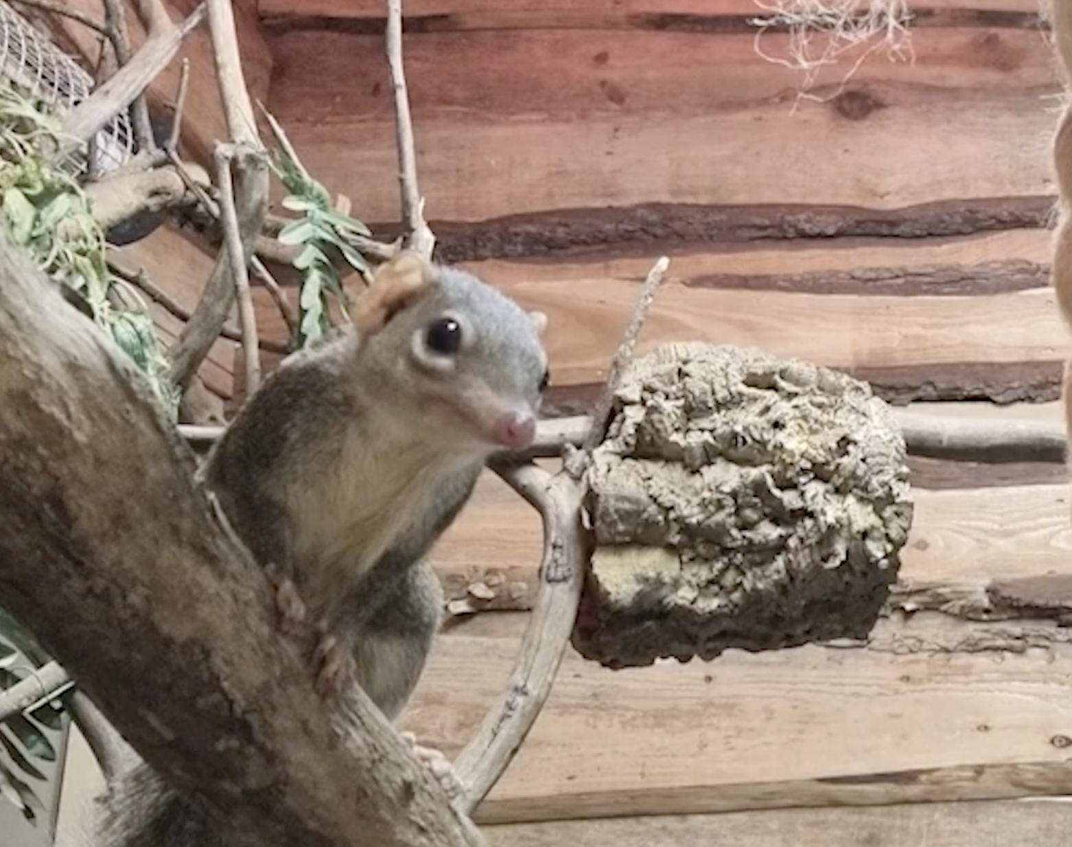 Partners for life - our tree shrews are nesting! | Cannon Hall Farm