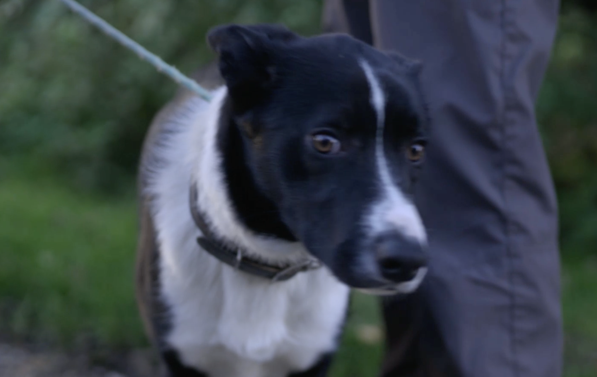 Boomer’s Future | Cannon Hall Farm