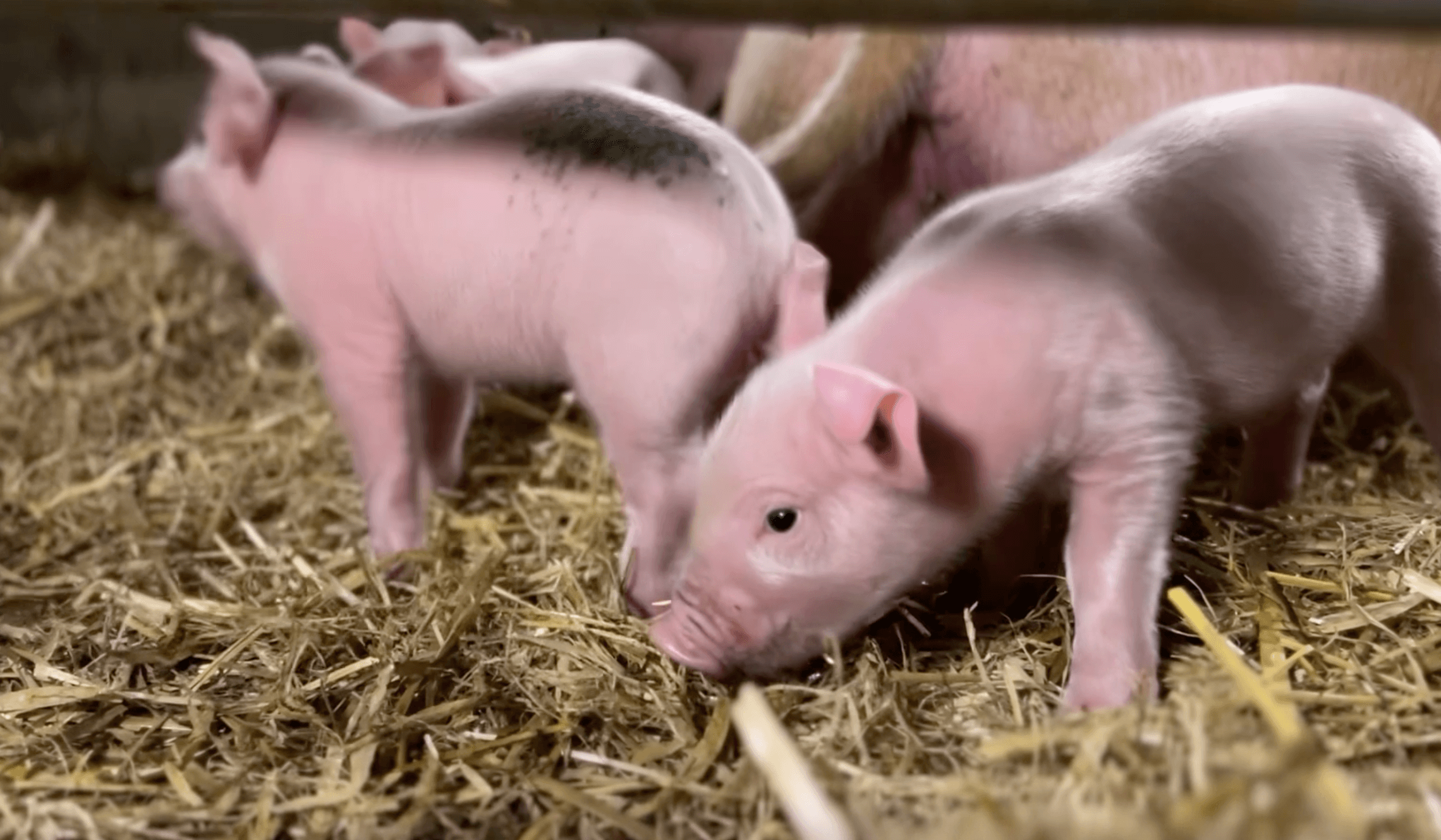 Five new pigs have joined us! | Cannon Hall Farm