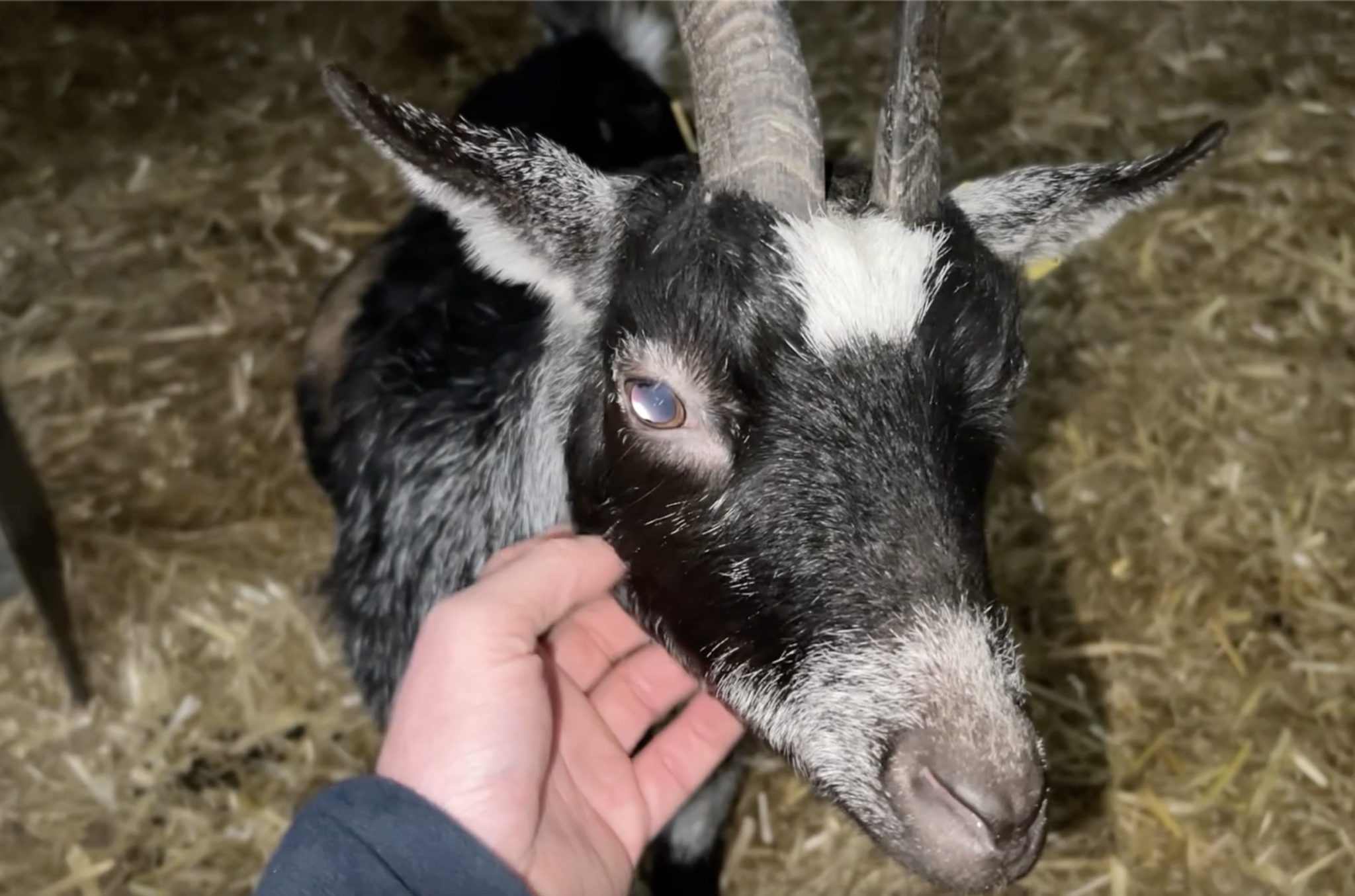 Visiting Millie the goat | Cannon Hall Farm