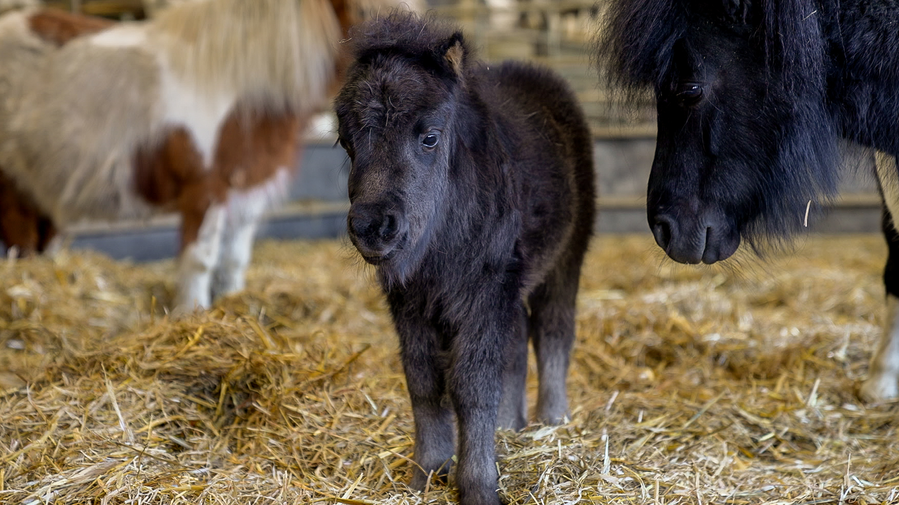 Surprise, Surprise - Pony M’s foal has a name! | Cannon Hall Farm