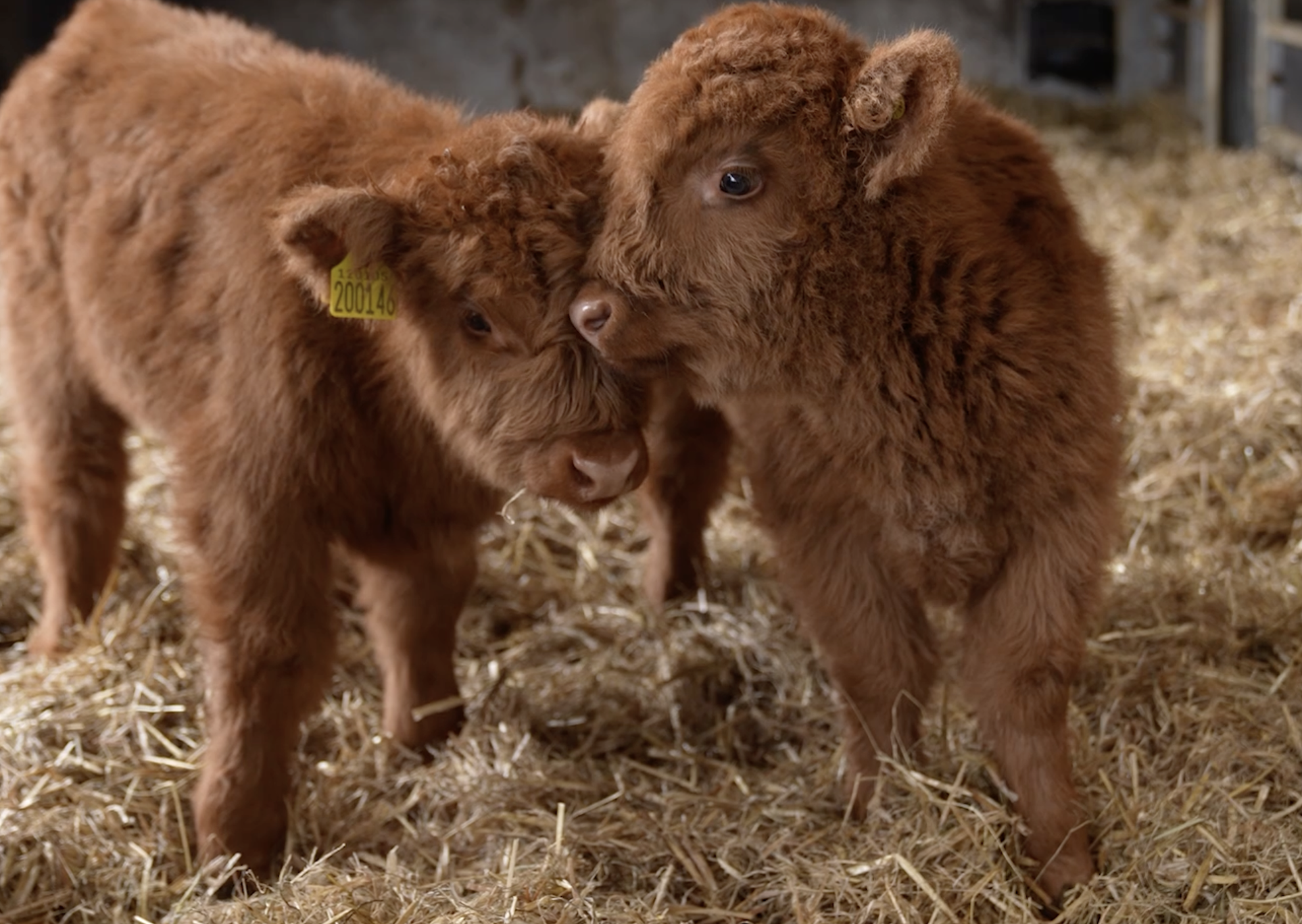 Robert and Bruce (Springtime) | Cannon Hall Farm