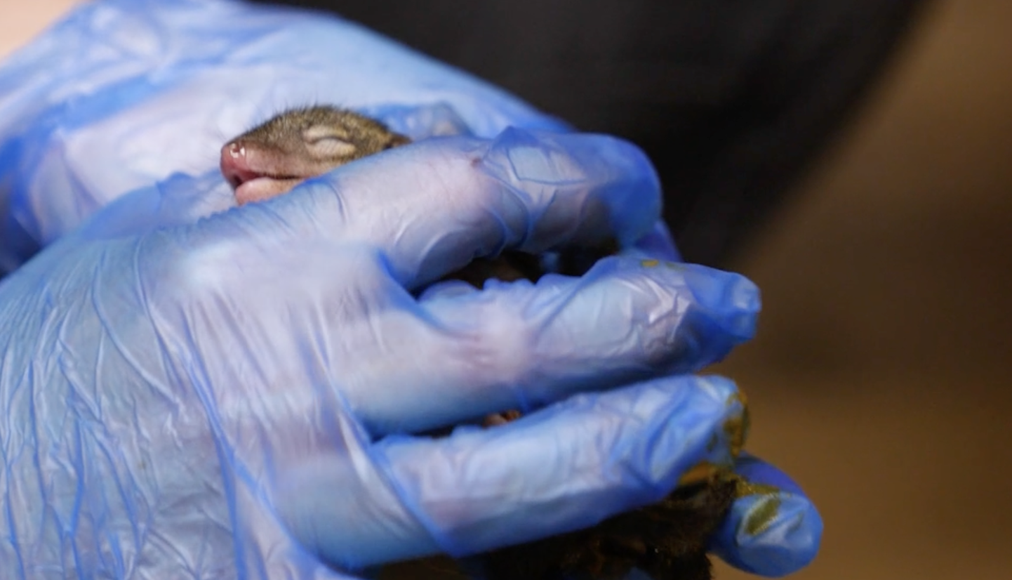 Tree Shrew Babies! | Cannon Hall Farm
