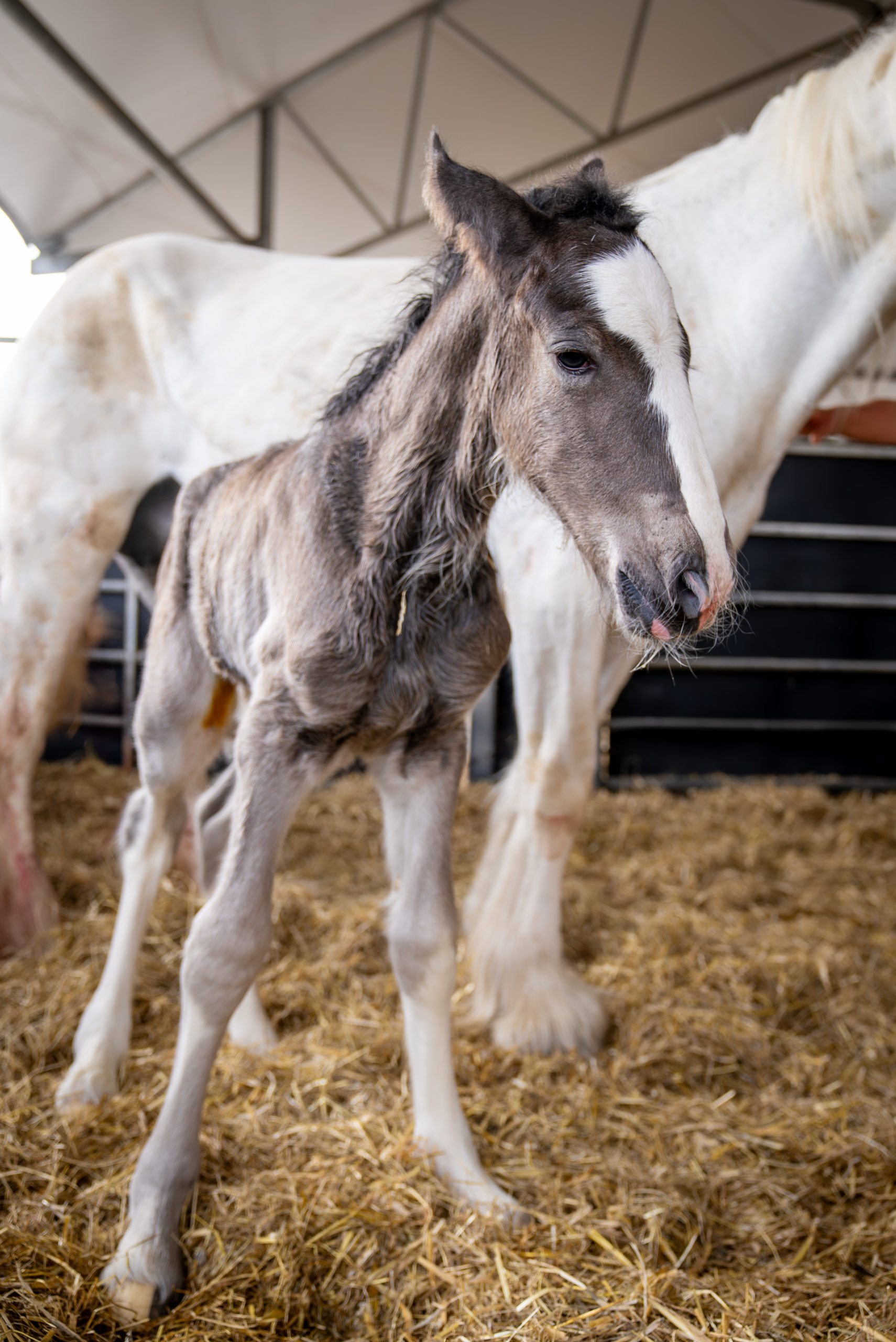 Silver’s Foal Joy | Cannon Hall Farm