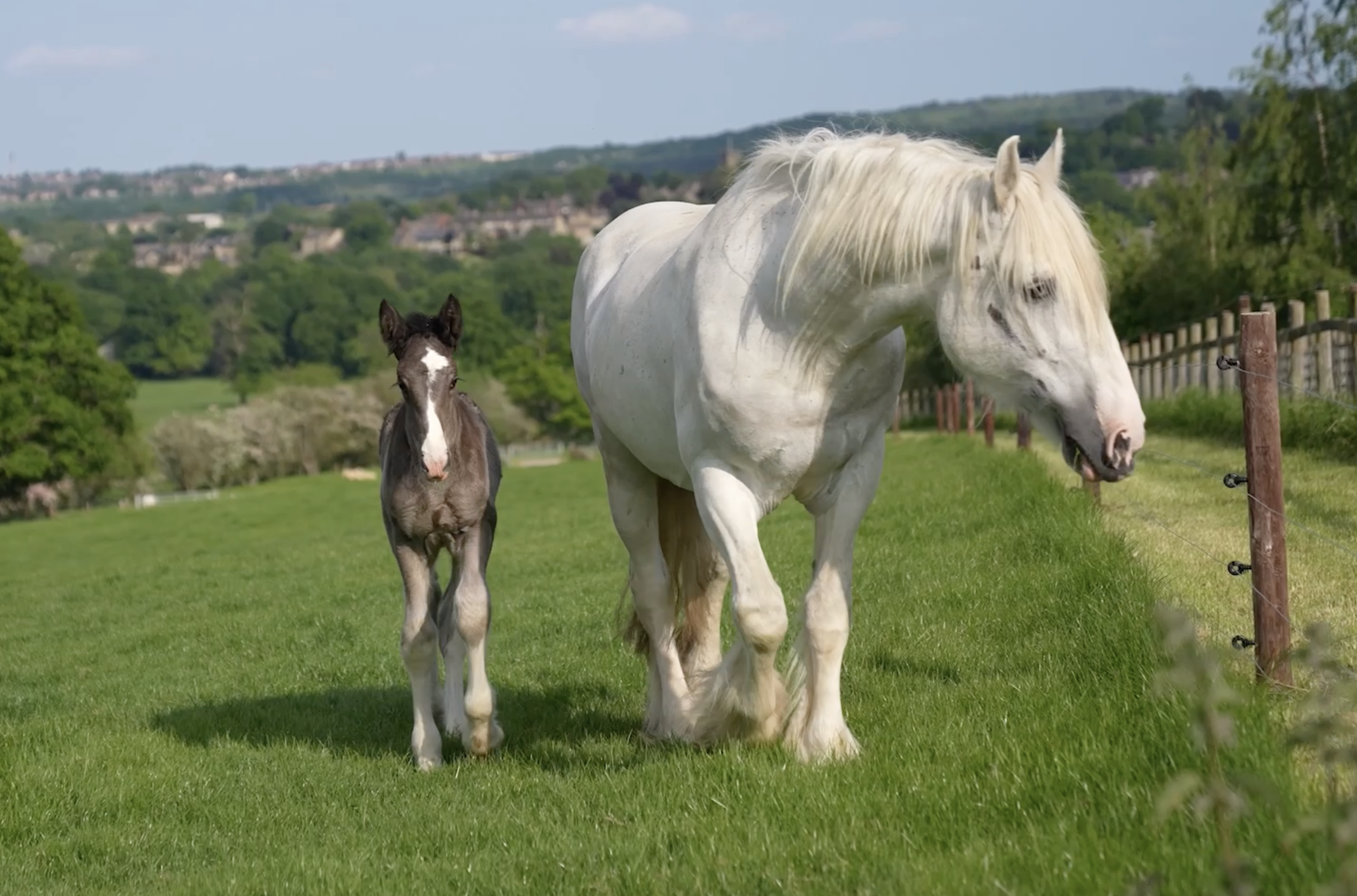Goodbye, our friend - Cannon Ball’s New Adventure | Cannon Hall Farm
