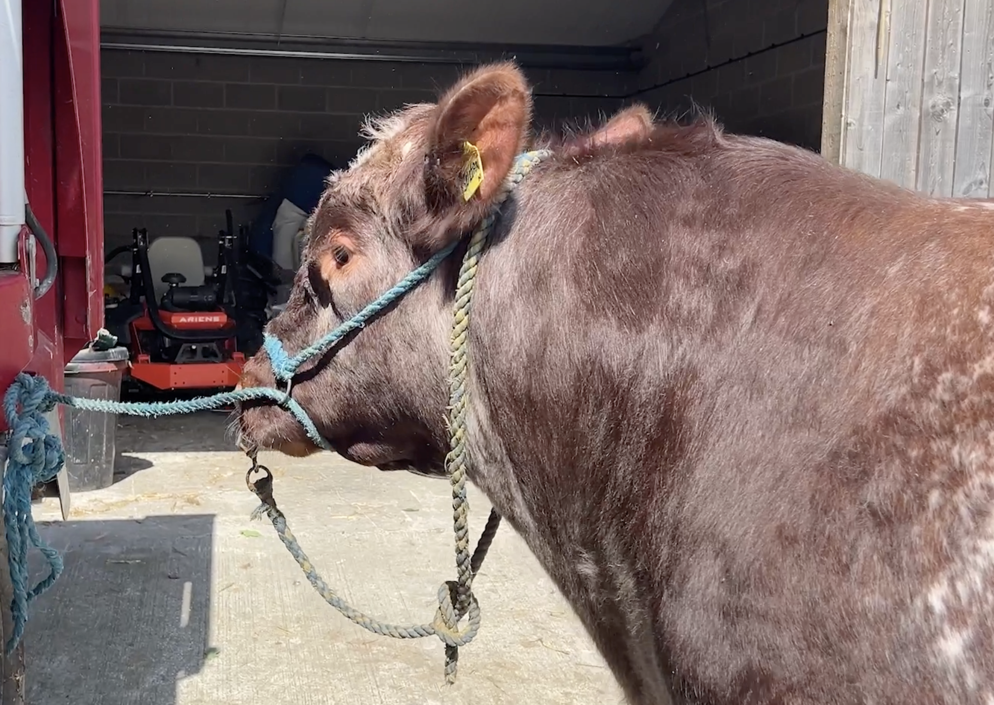 Sultan gets a haircut | Cannon Hall Farm