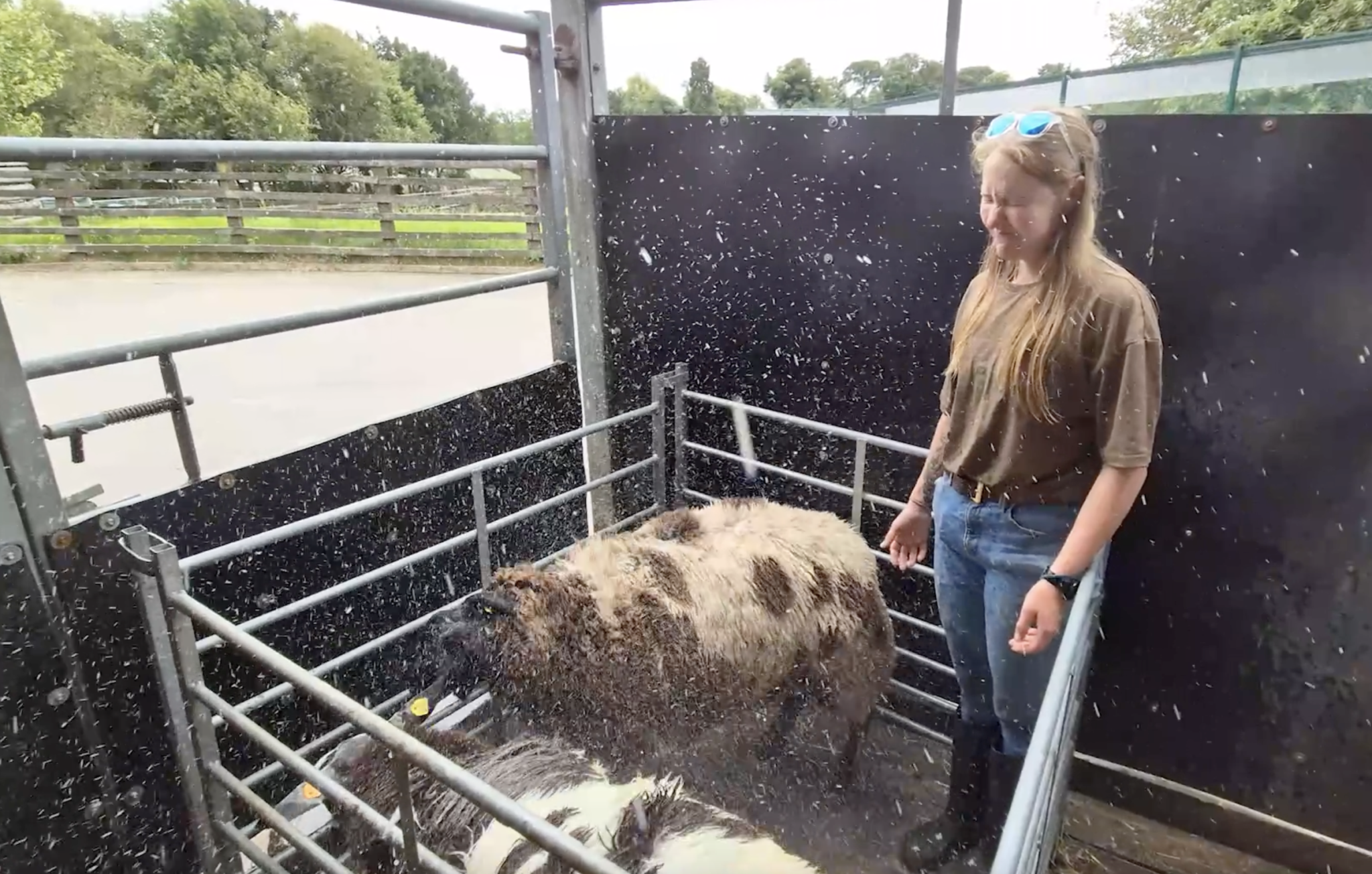 Sheep Makeover in the Roundhouse | Cannon Hall Farm